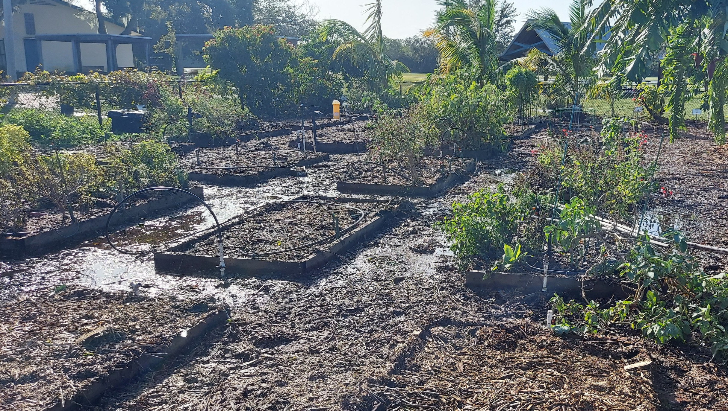 Fundraiser by Raleigh Barnes : Rebuild Apollo Beach Community Forest ...