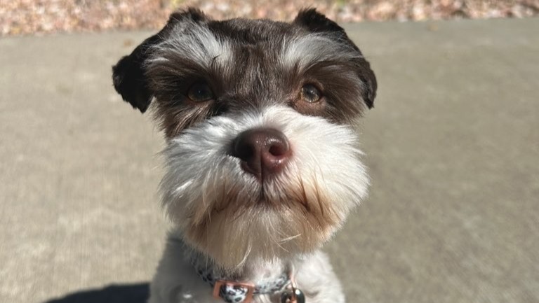 Fundraiser by Tim Spencer : Support Maisey's Service Dog Journey