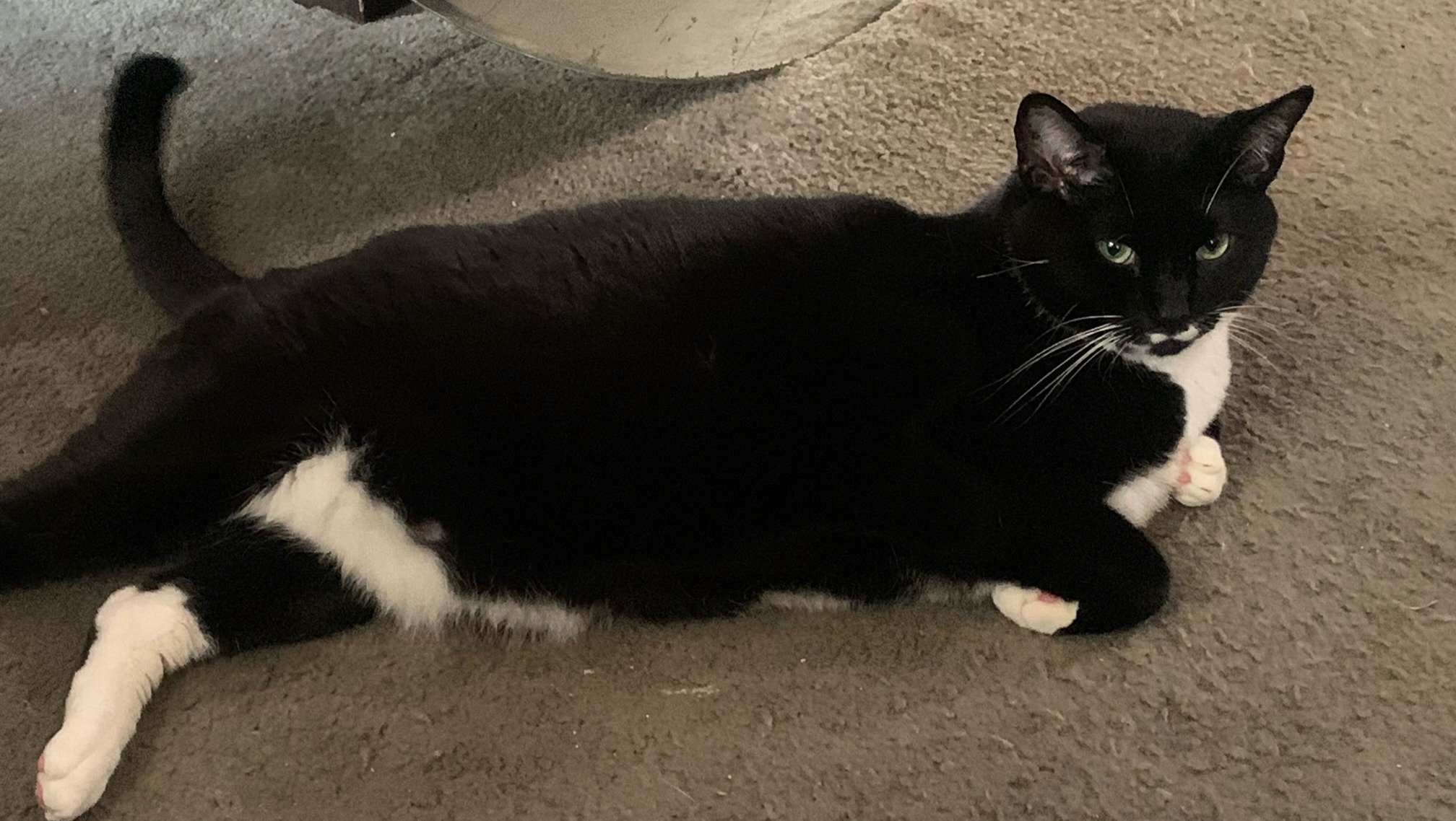 Fundraiser by Cheryl Fallick : Support Humphrey's Path to Full Recovery ...