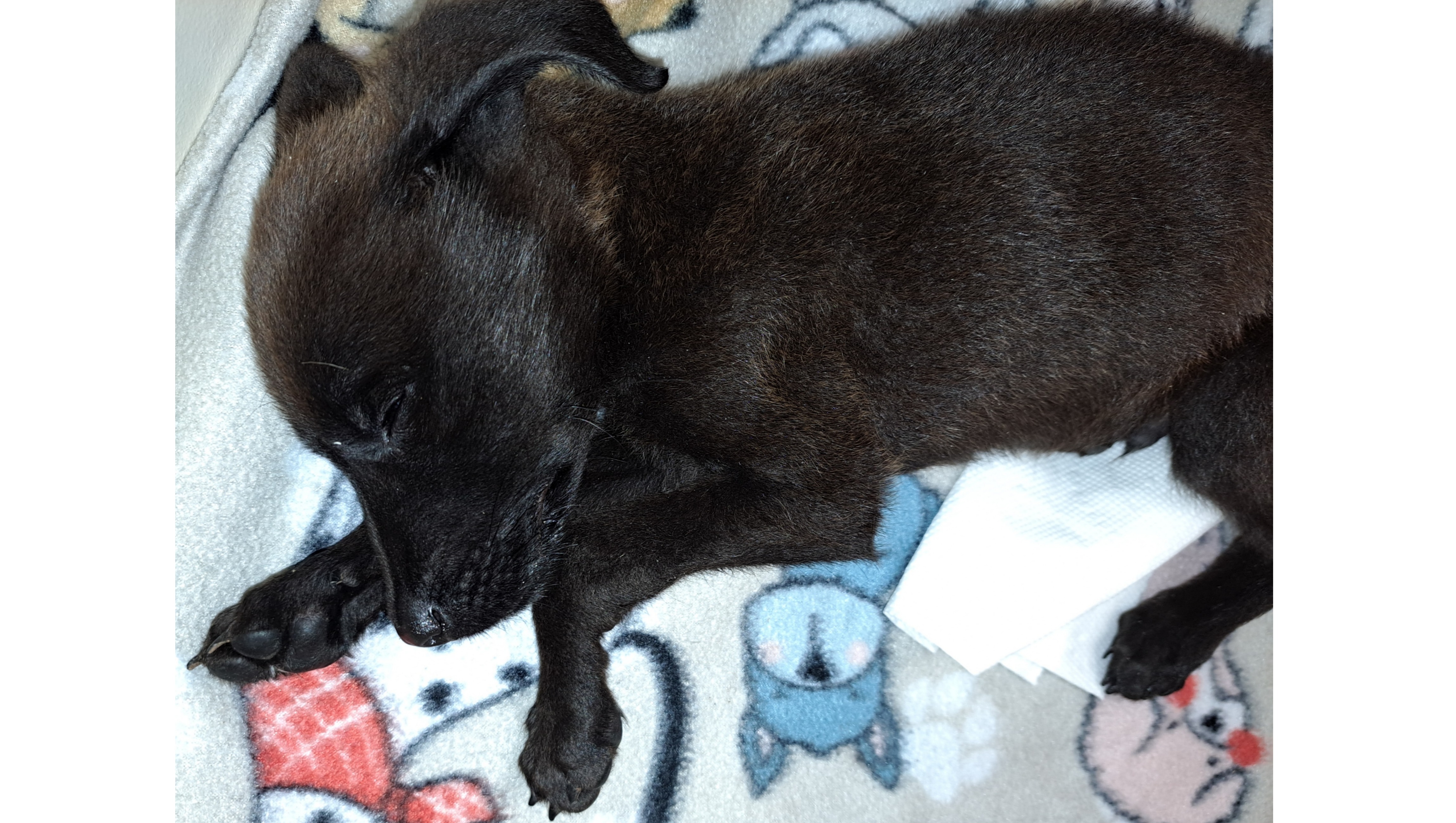 Fundraiser for Amy Tracy by Riann Nova : Help Save Baby Xero's Life