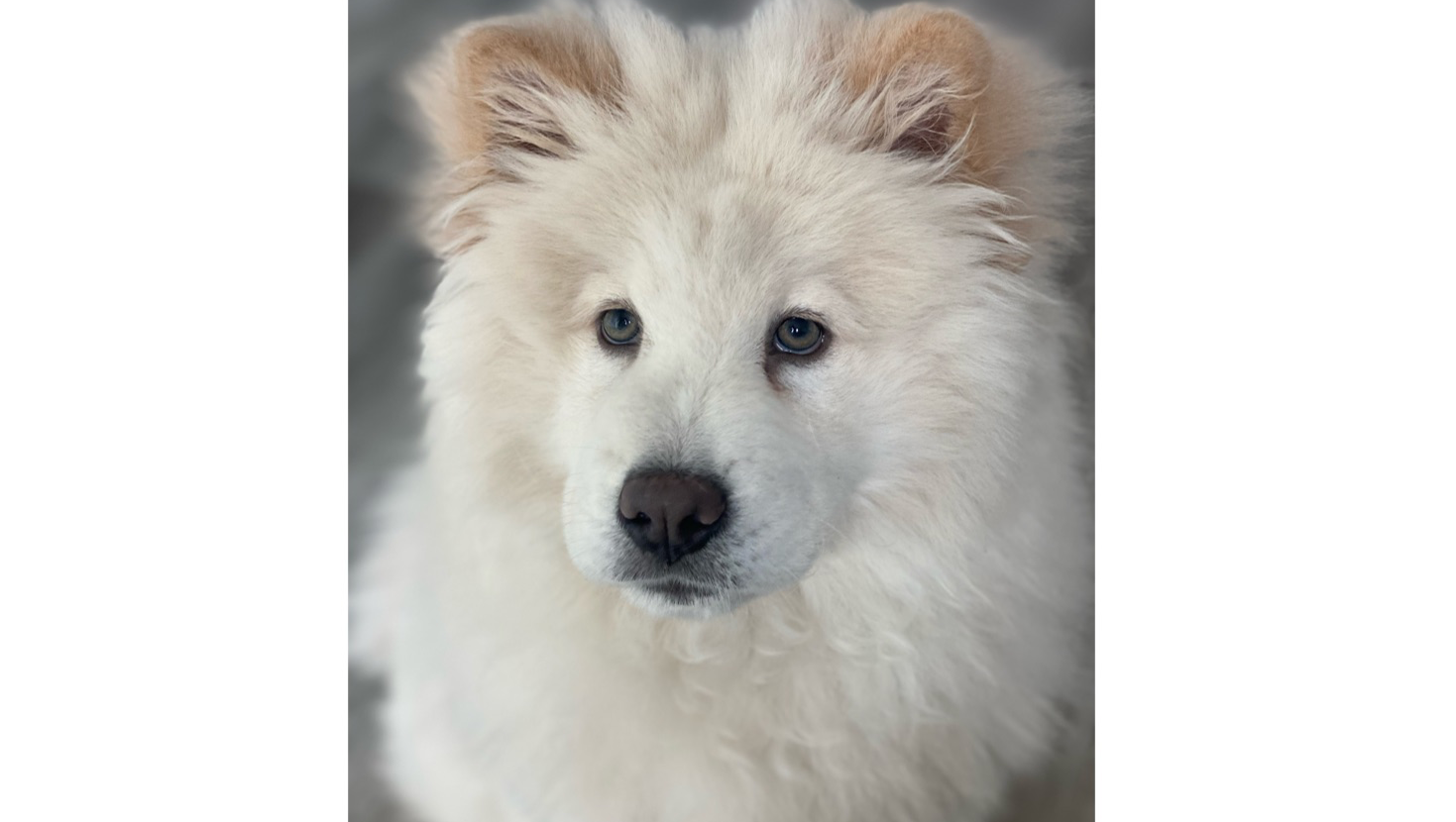 Fundraiser by Vanesa Castillo : Help Save Nala’s Life: Urgent Heart ...