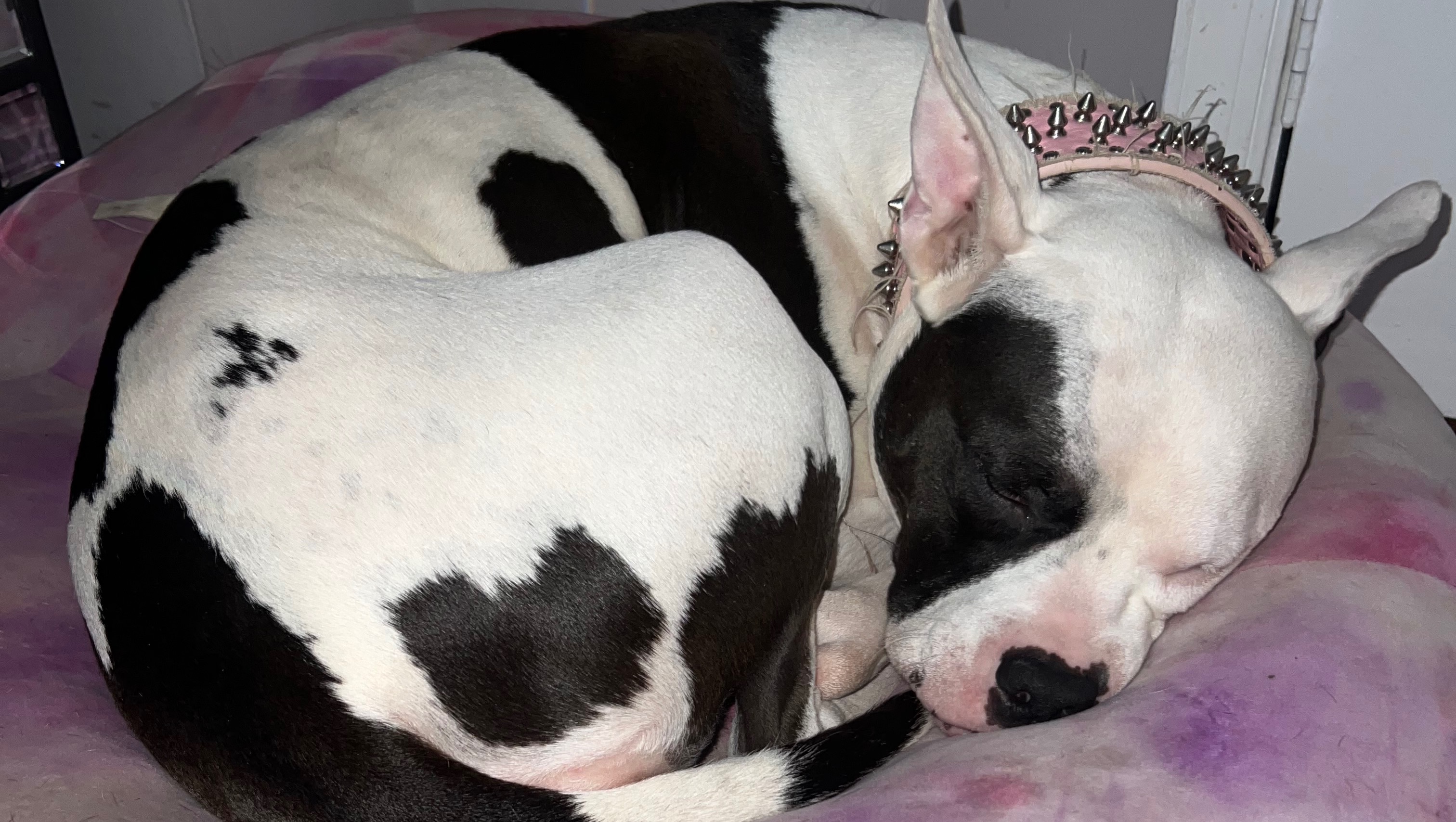 Fundraiser by Audreana Myers : Support Ellie's Emergency Medical Care