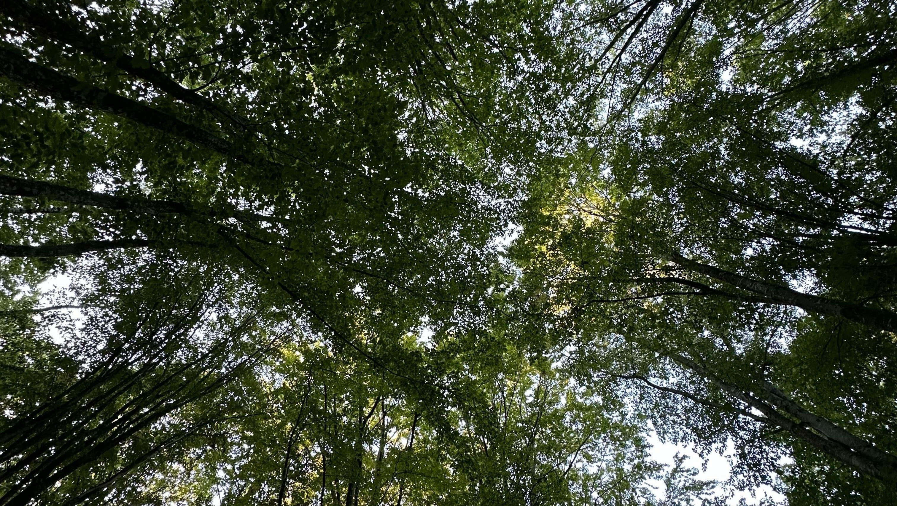 Fundraiser by Vivek Sharma : Saving Waha beloved Trees from being cut ...