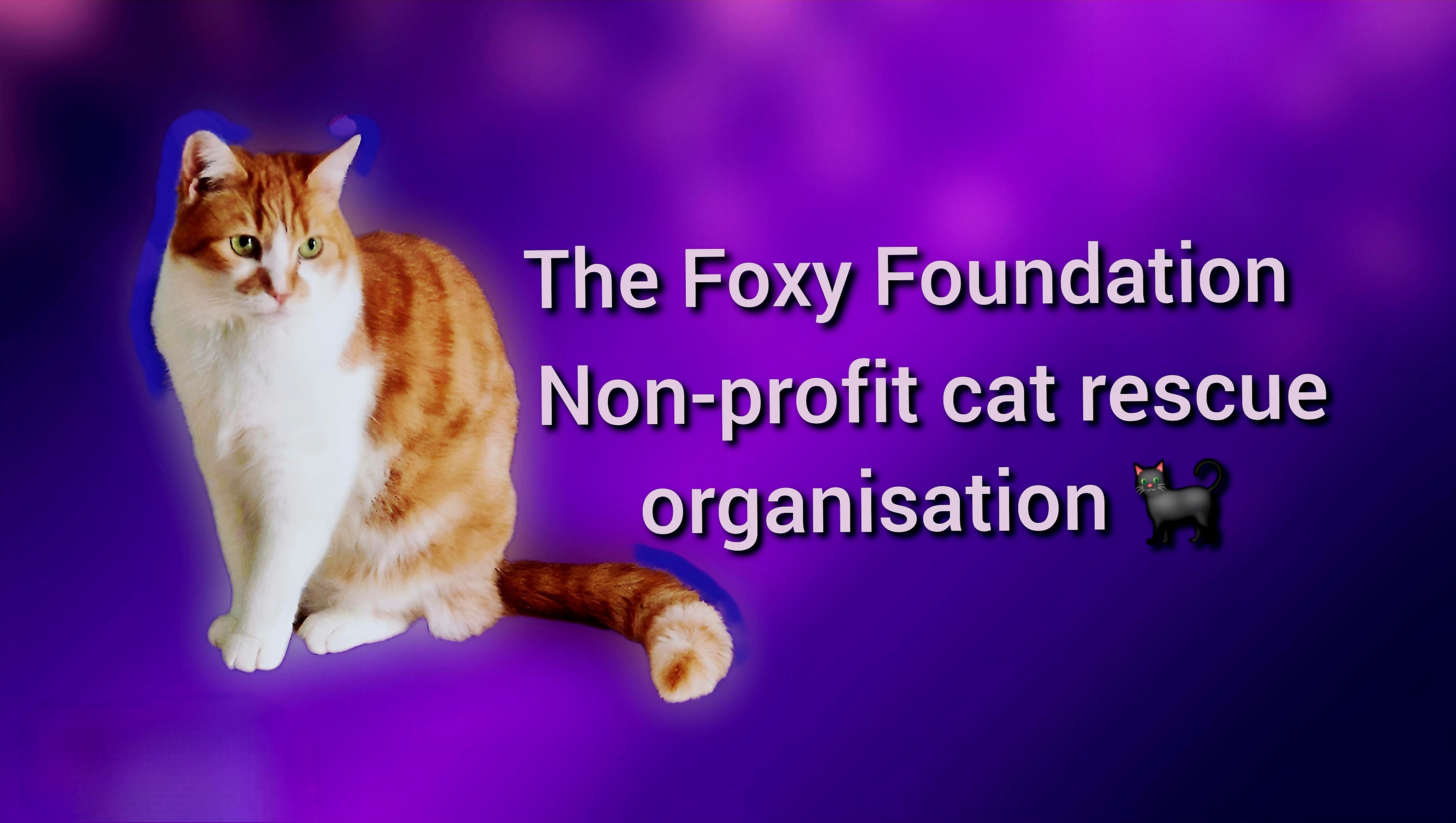 Fundraiser by Scott Hickson : Sammy, Crowley and Vanjies medical fees