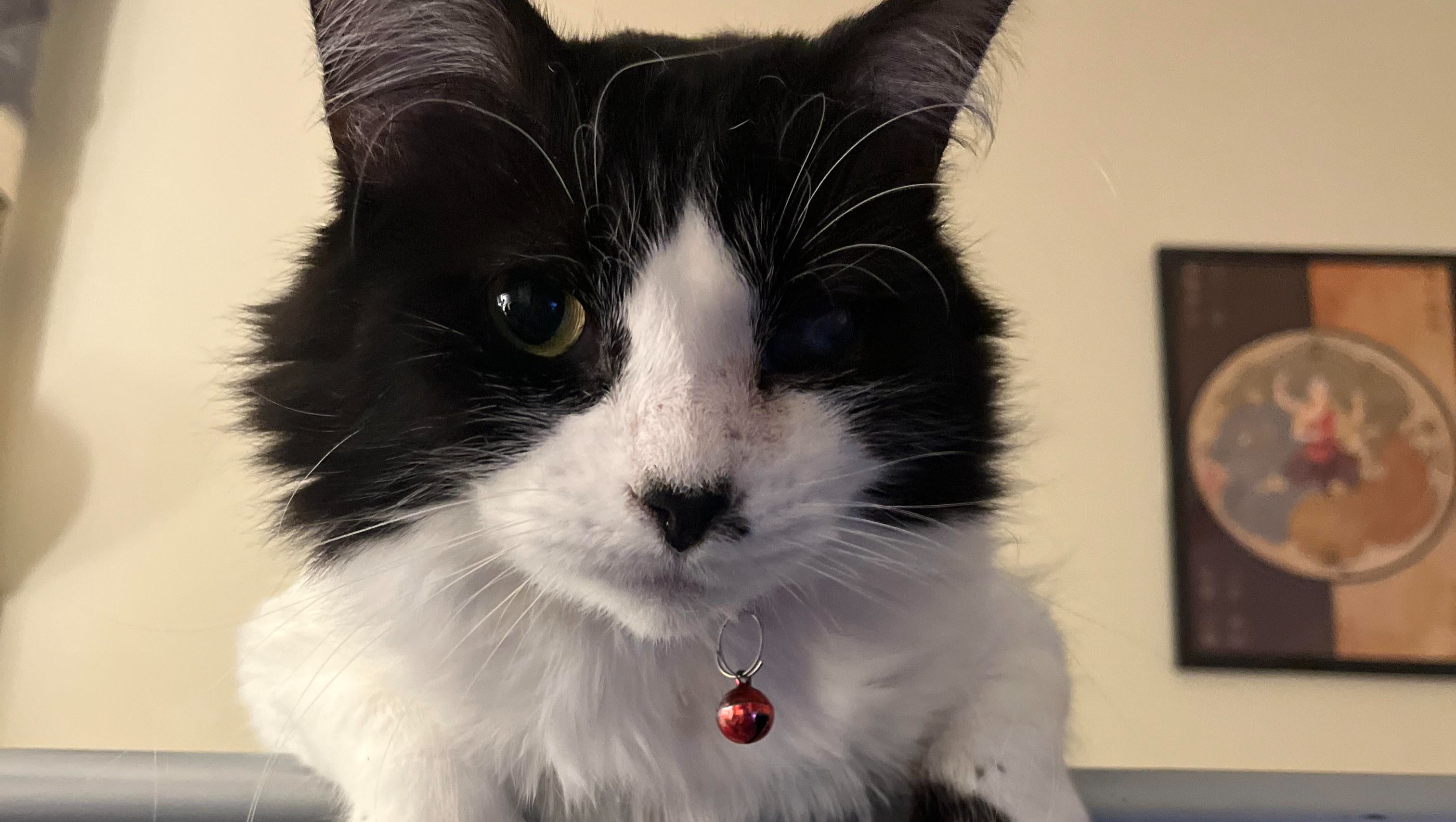 Fundraiser by Alexis Cirino : Support Moon's Journey to Recovery