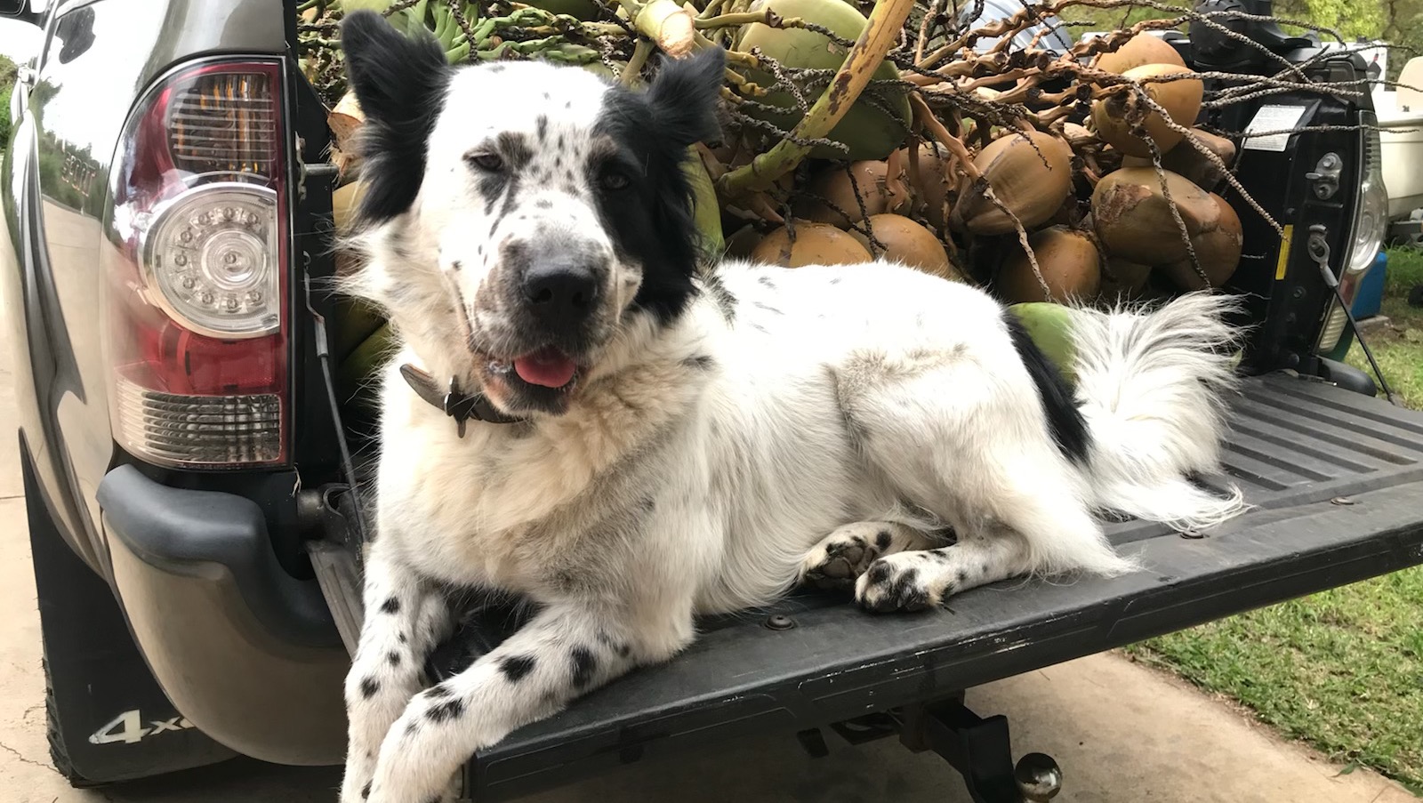 Fundraiser by Suzzana Goodwin : Urgent Help Needed: Saving Coco After a ...