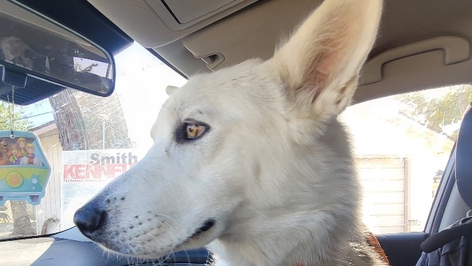 Fundraiser by Kyle Copp : Support Atlas on His Journey to Safety