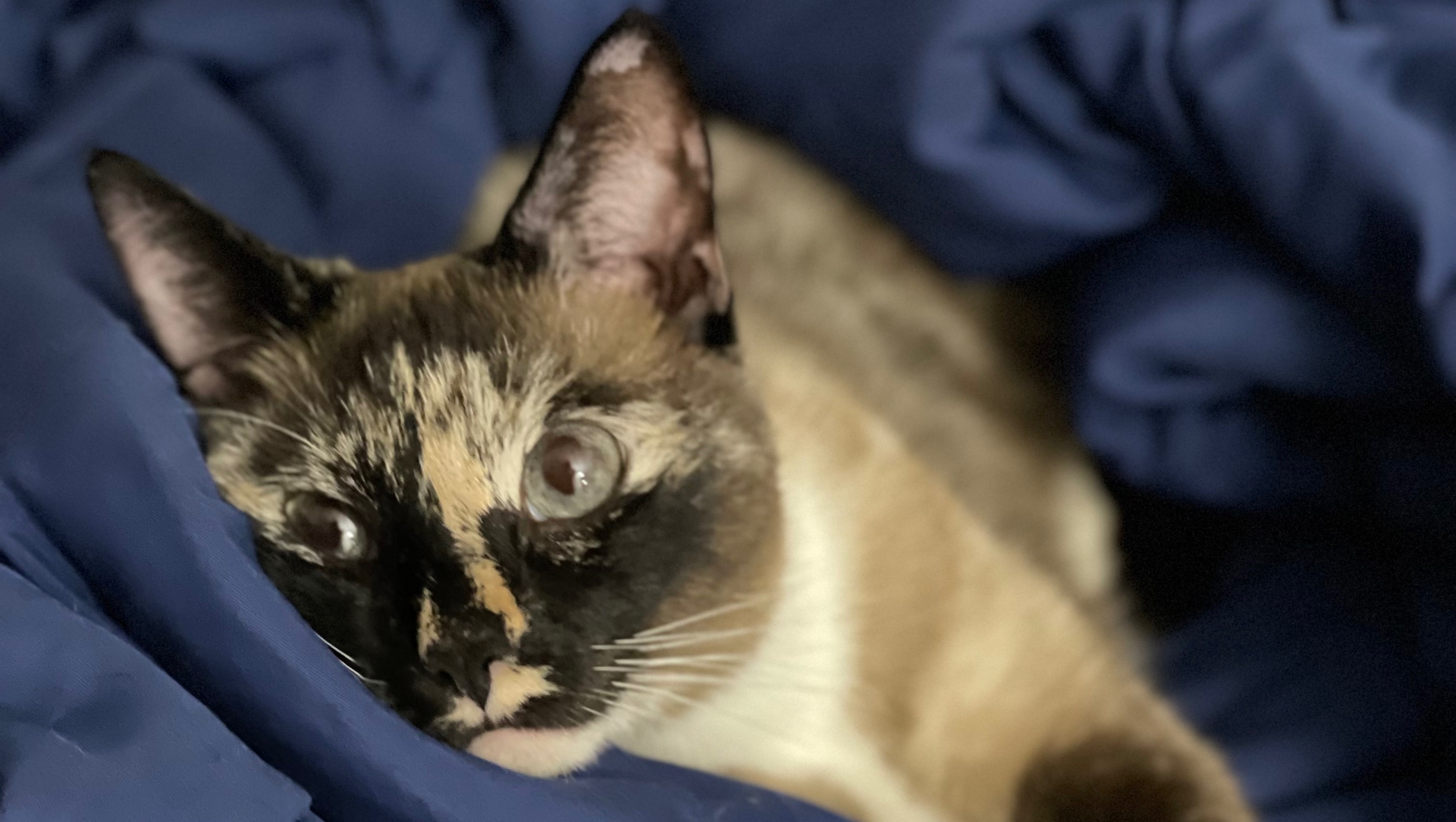 Fundraiser by Delia Scantlebury : Calypso’s Emergency Stomach Surgery