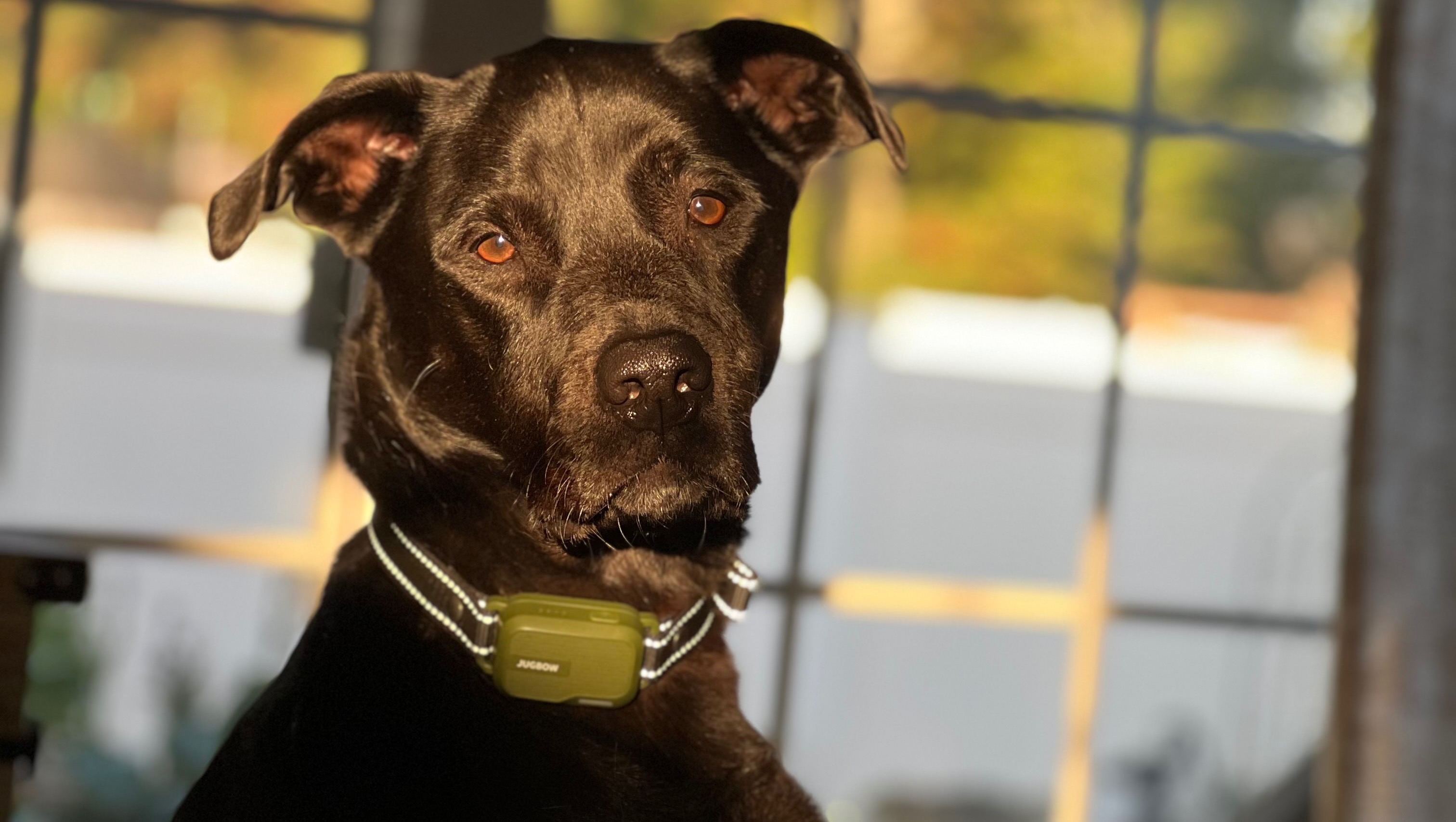 Fundraiser by Alyssa Enlow : Help Bruno Run and Jump Again: Double ACL ...