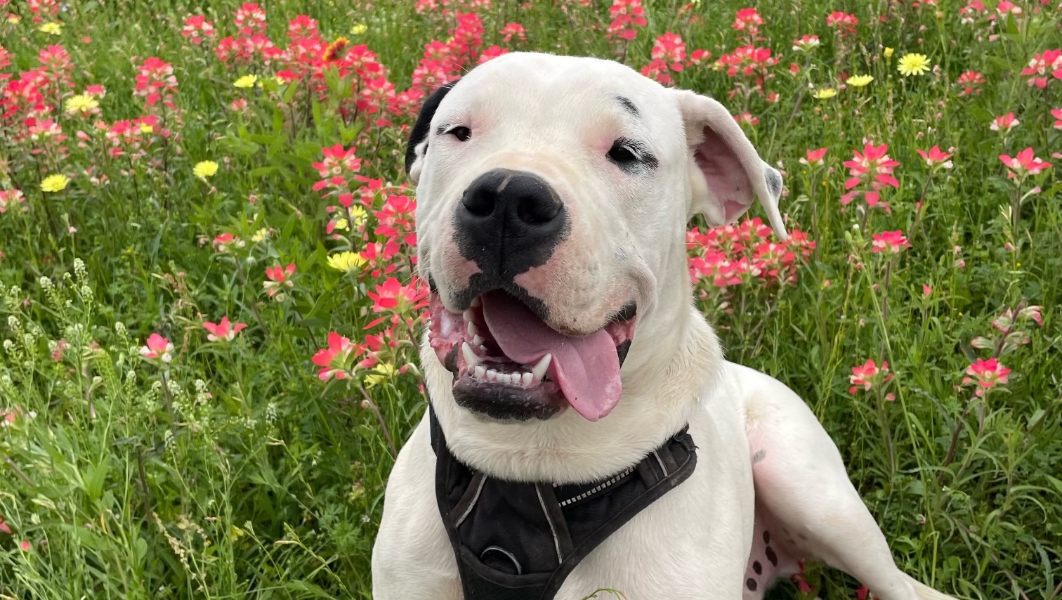 Fundraiser for Beatrice Silva by Angelina Garza : Help Titus Walk Again ...