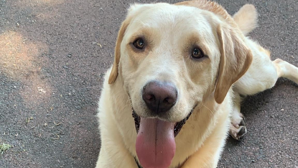 Fundraiser for Lesleyanne Graham by Alexander Mundy : Help Our Broxi ...