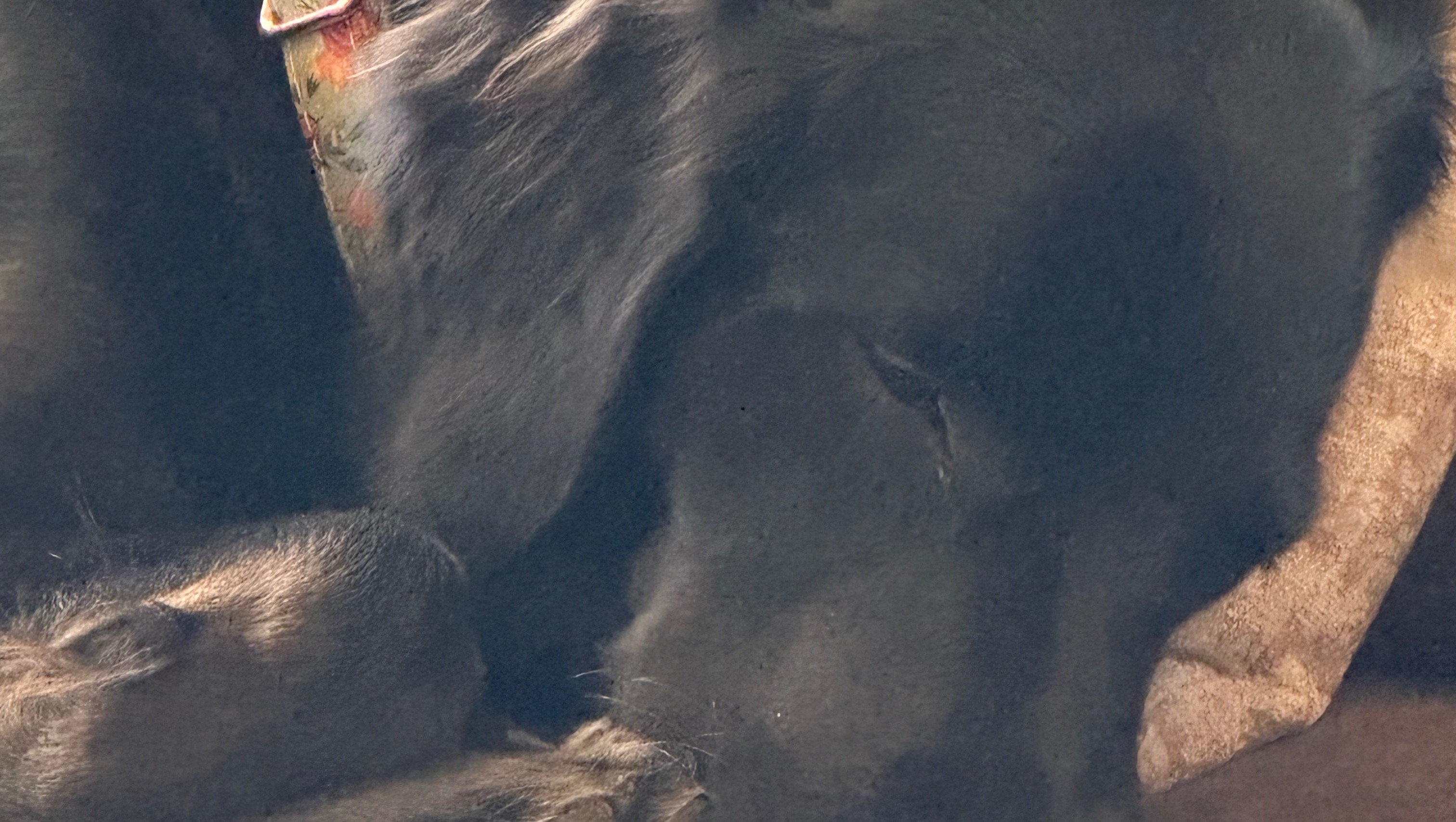 Fundraiser by Josh Memea : Support Mae Mae's Urgent Medical Needs