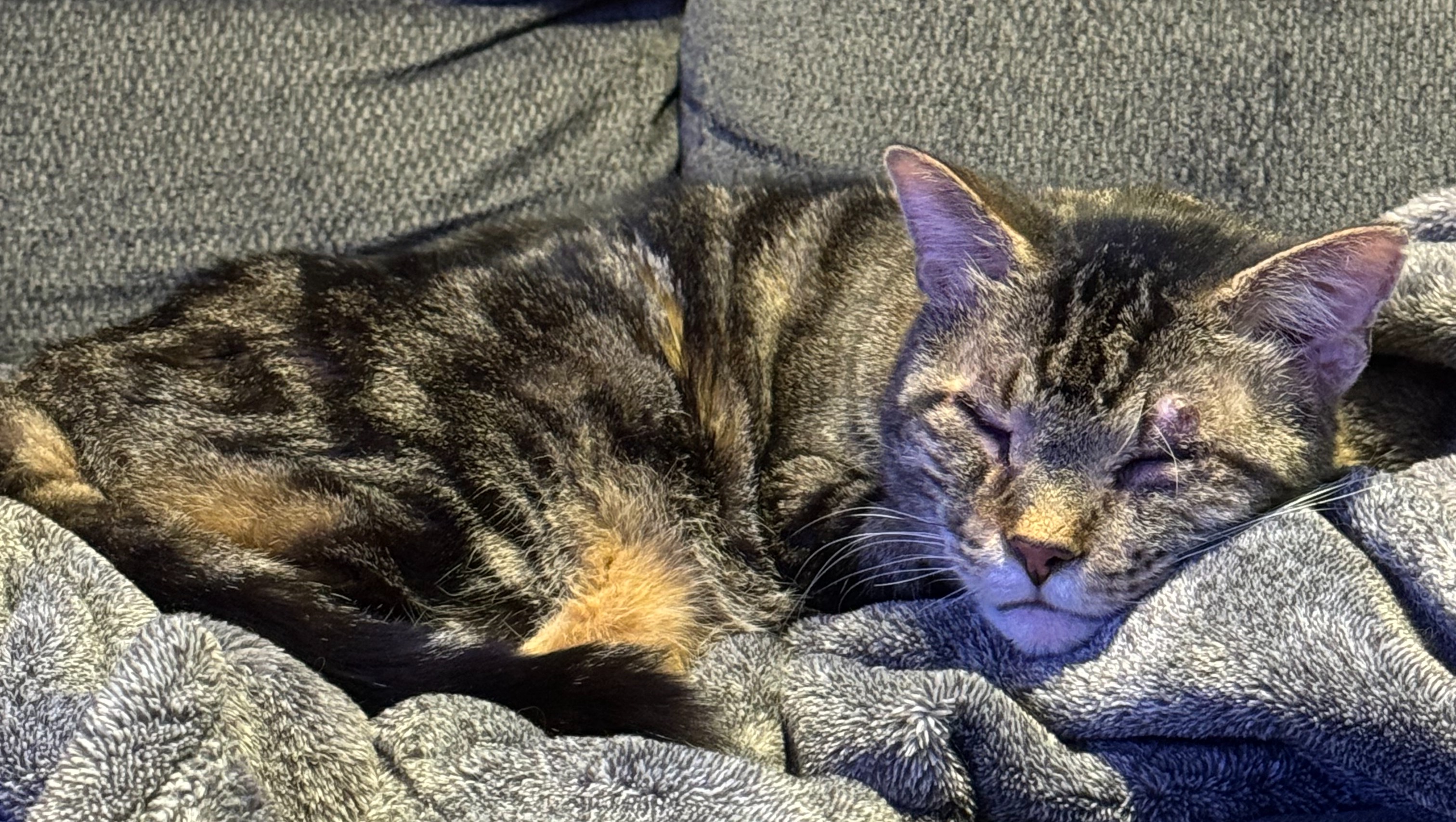 Fundraiser by Kate Beaudoin : Help Save Our Cat from a Growing Lump