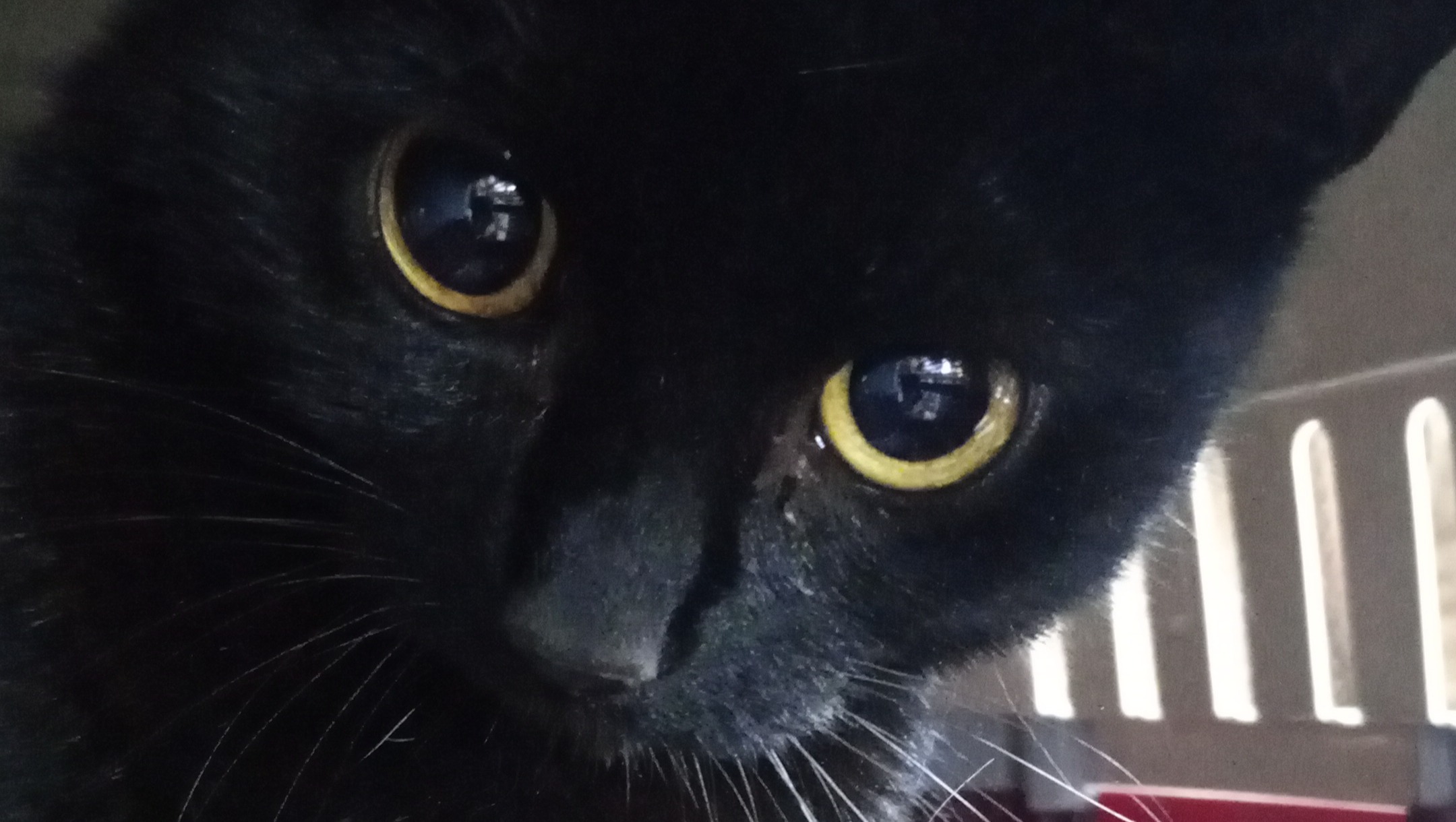 Fundraiser by Sheridan Kerr : My cat (Luna )got hit by a car