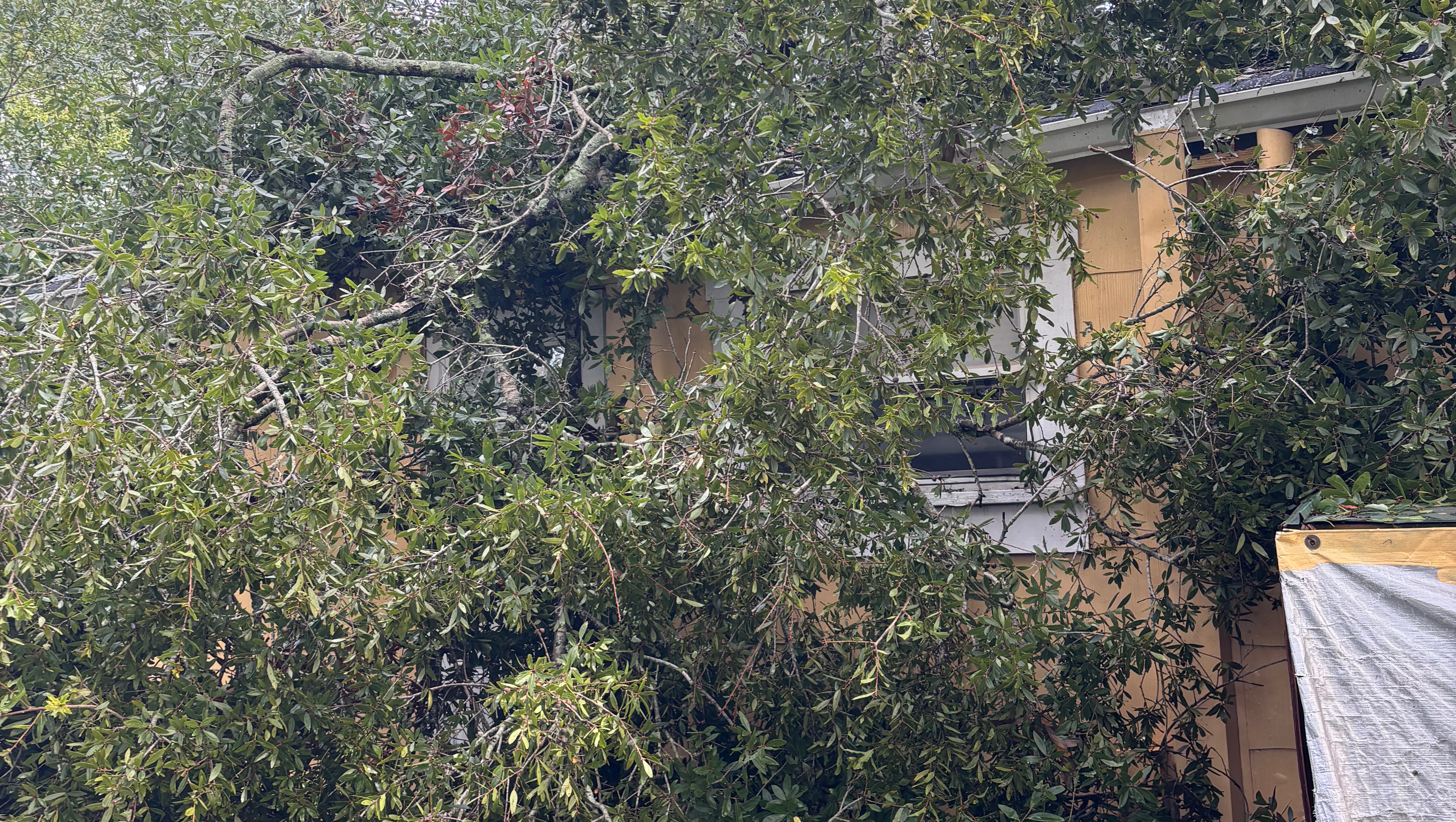 Fundraiser by Helen Langner : Rebuild Lives After Hurricanes Helene and ...