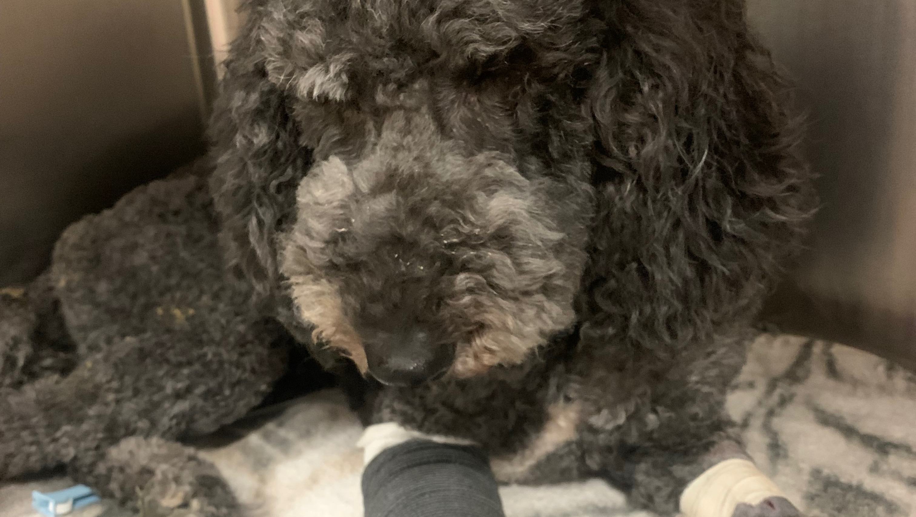 Fundraiser by Lacey Pruitt : Bring Our Fur Baby Home: Medical Fund Needed