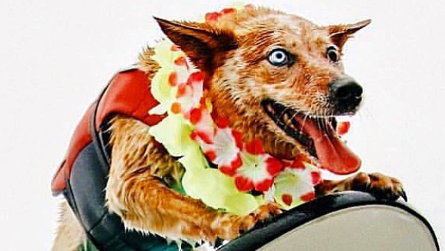 Fundraiser by Homer Henard : Skyler's Cancer Journey: Your Support Needed