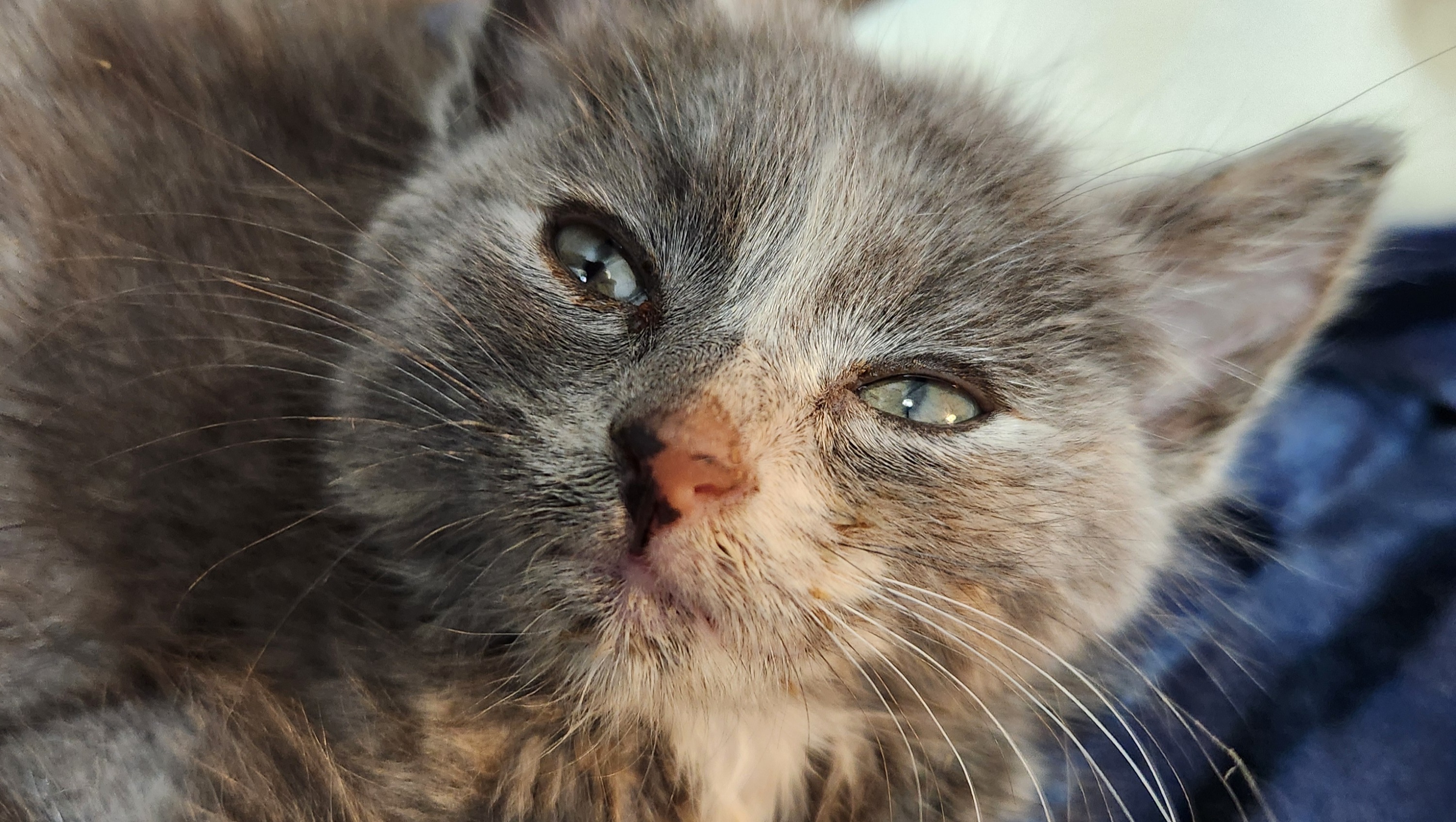 Fundraiser by Hayley Harris : Donate to Hayley Harris for Sparta Cat Care