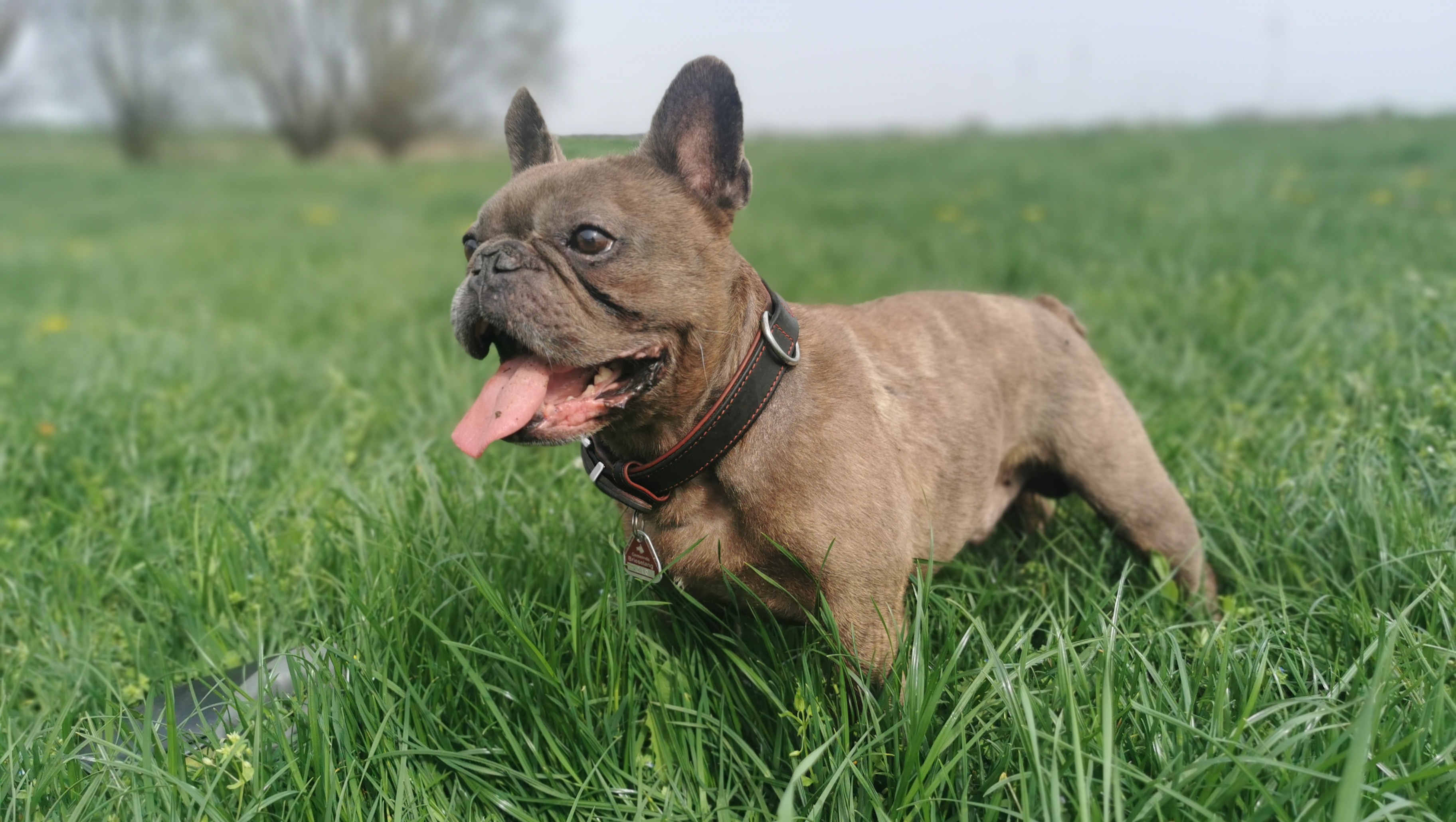 Fundraiser by Stephan Peger : Stanley bittet um Hilfe beim Kampf gegen den Krebs.