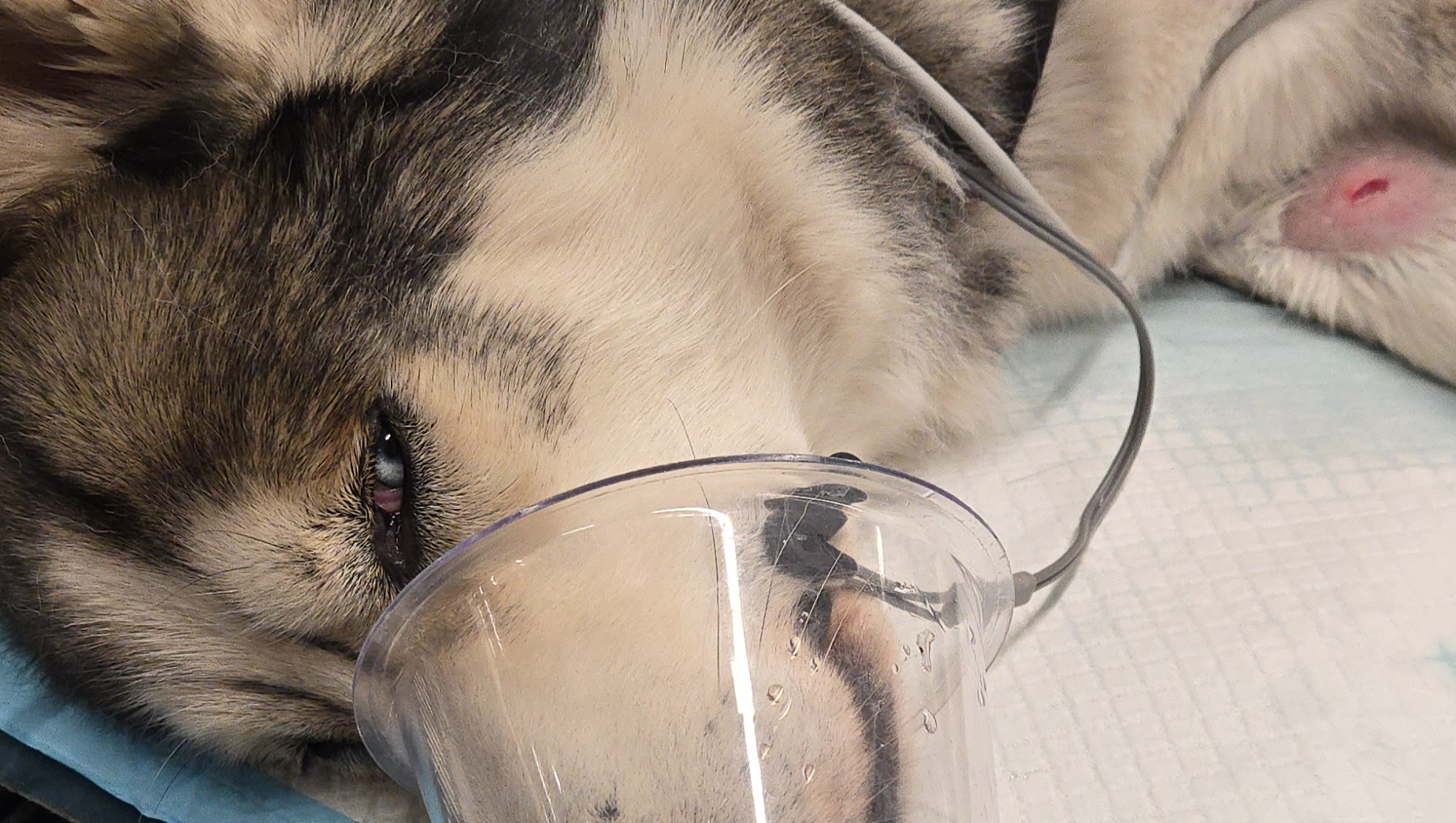 Fundraiser by Roberto Martinez : Help Max Recover from Dog Park Attack