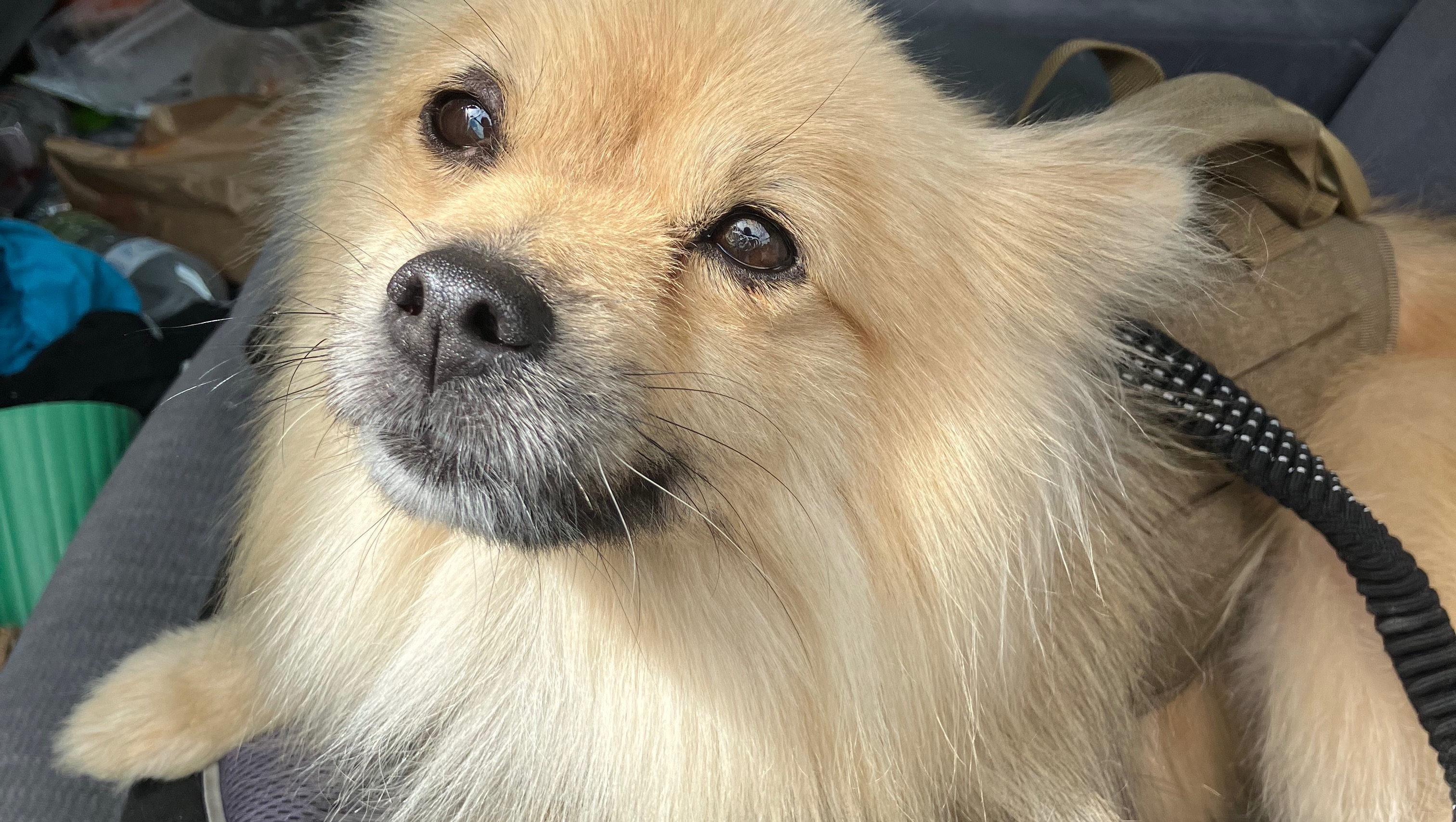 Fundraiser for Isabel Savala by Sydney Wise : Help Cover Oso's Final ...