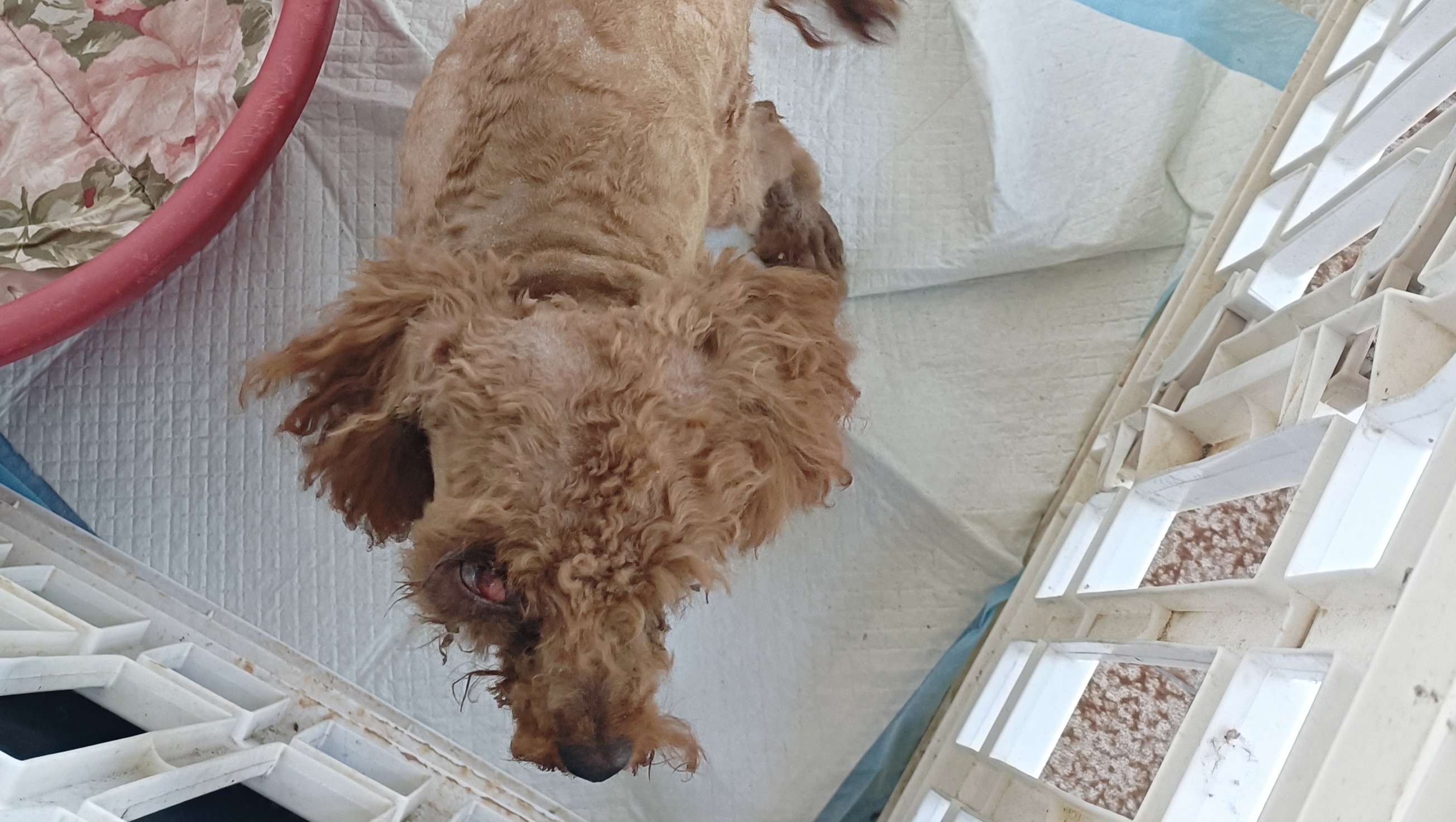 Fundraiser by Francesca Nassi : Barboncina salvata dall'eutanasia