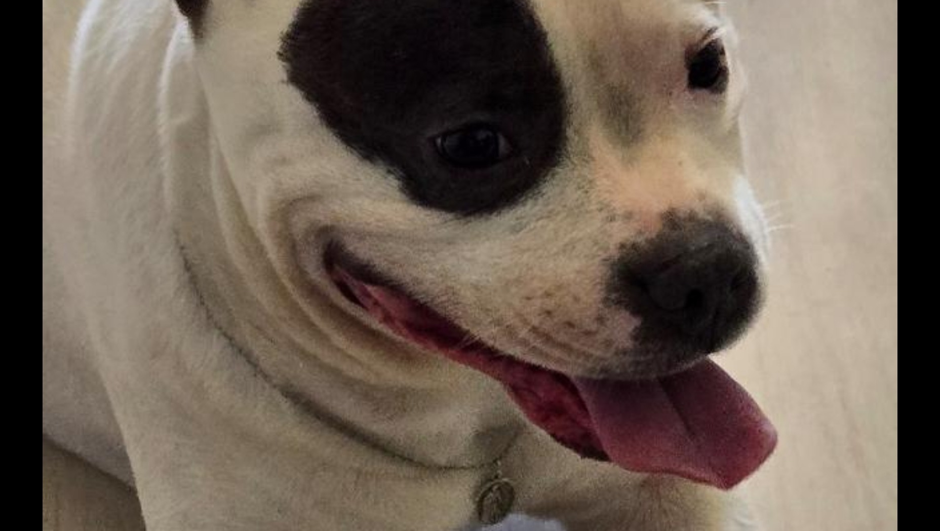 Fundraiser by SANDRINE BOYADJIAN : KB lutte contre un mastocytome grade 3 , en chimio ...