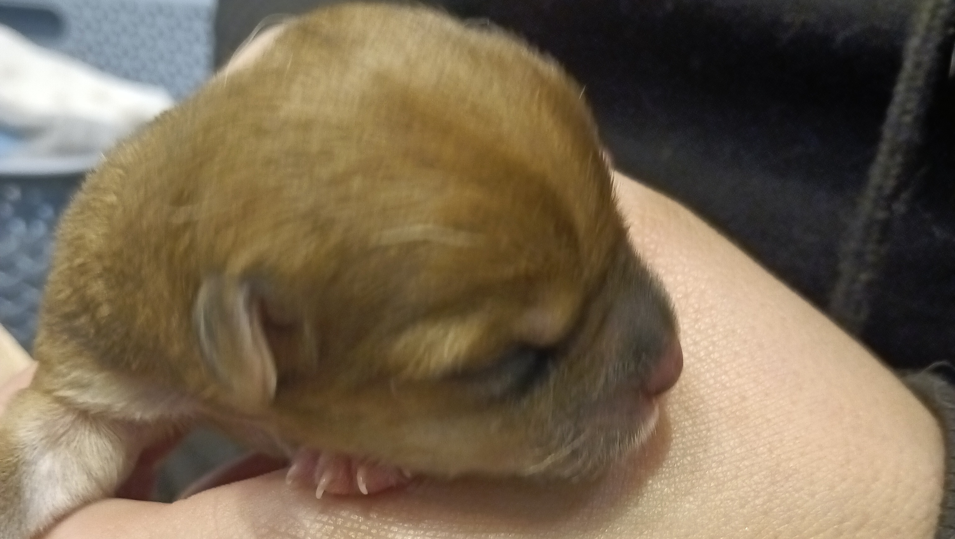 Fundraiser for Lisa Wandel by Michael Eisele : Notkaiserschnitt Holly