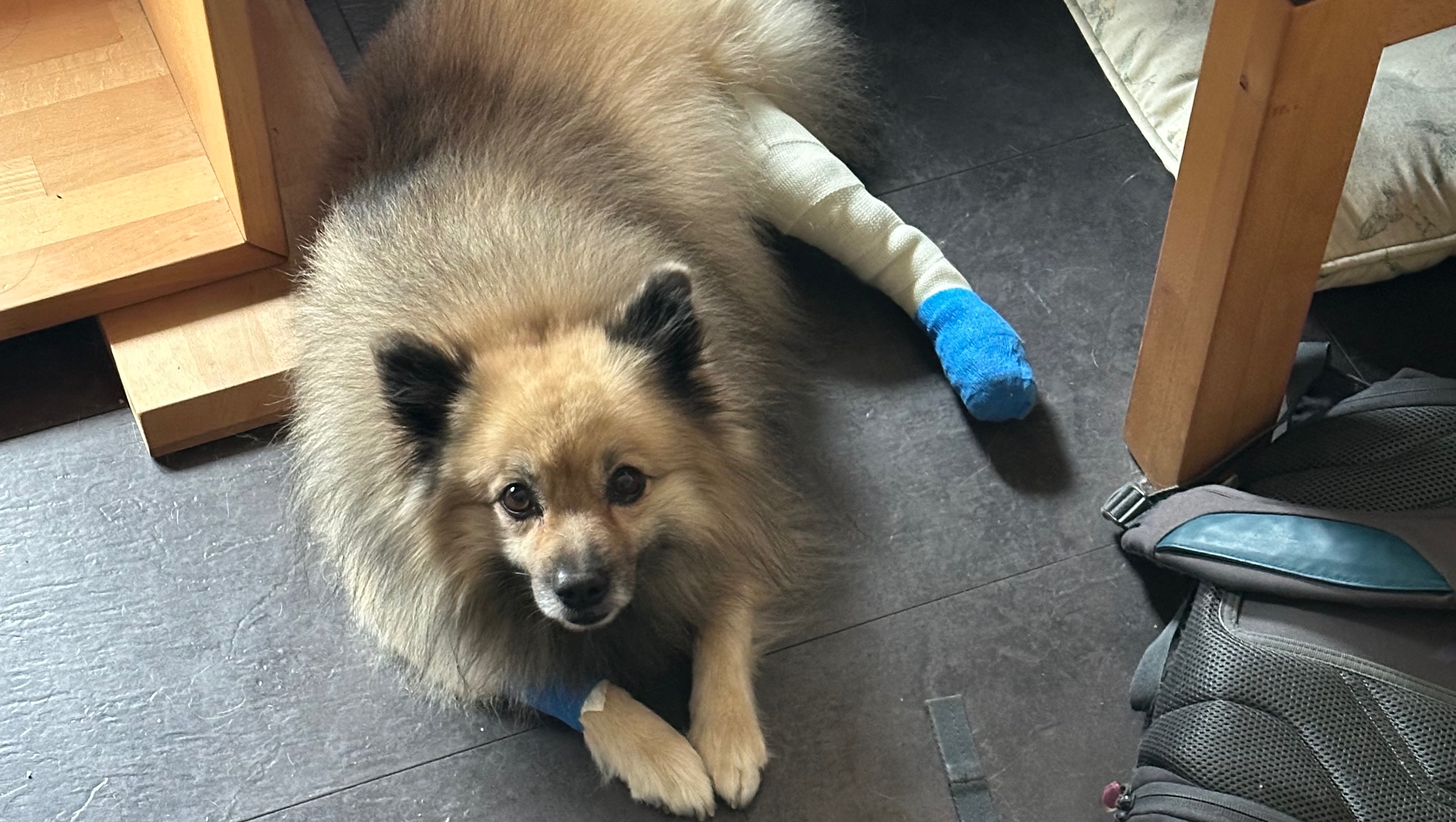 Fundraiser by Carina Sailer : Captain Balu und seine Crew brauchen ...