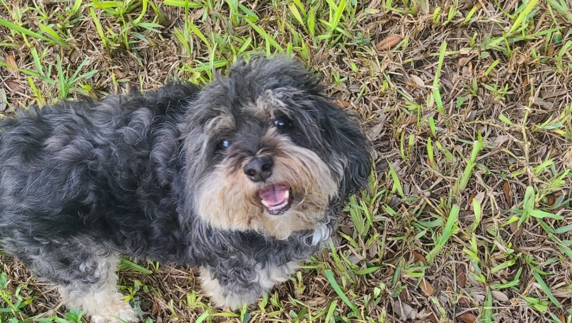 Fundraiser for Monica Colunga by Amanda Flores : Support Dezi's Fight ...