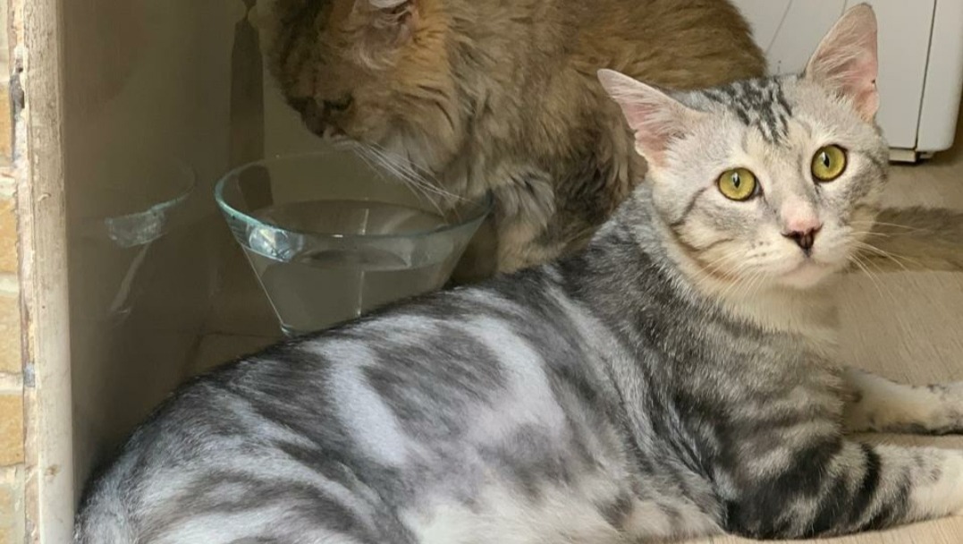 Fundraiser by Laurette Telo : Rescue cats Sapphire and Emma need your ...