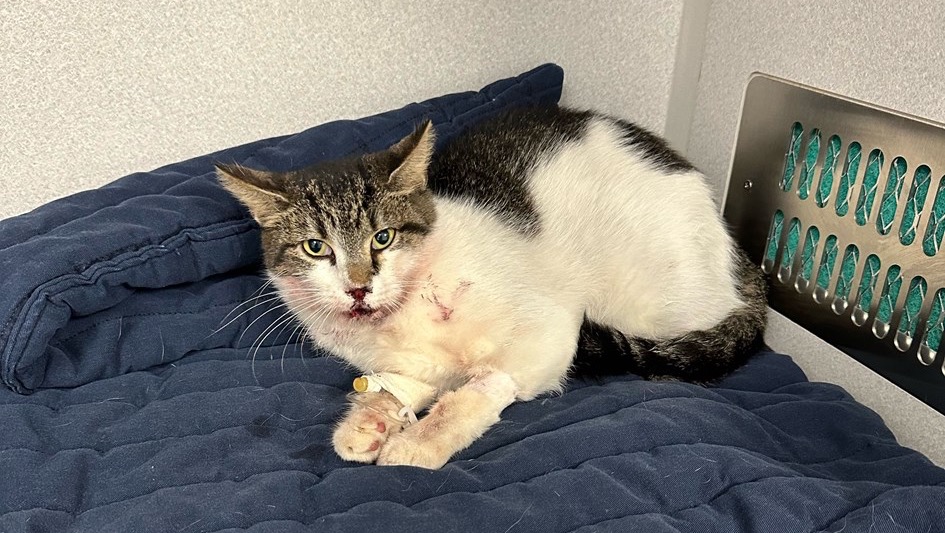 Fundraiser by Brendan Christ : Urgent Care Needed for Injured Cat