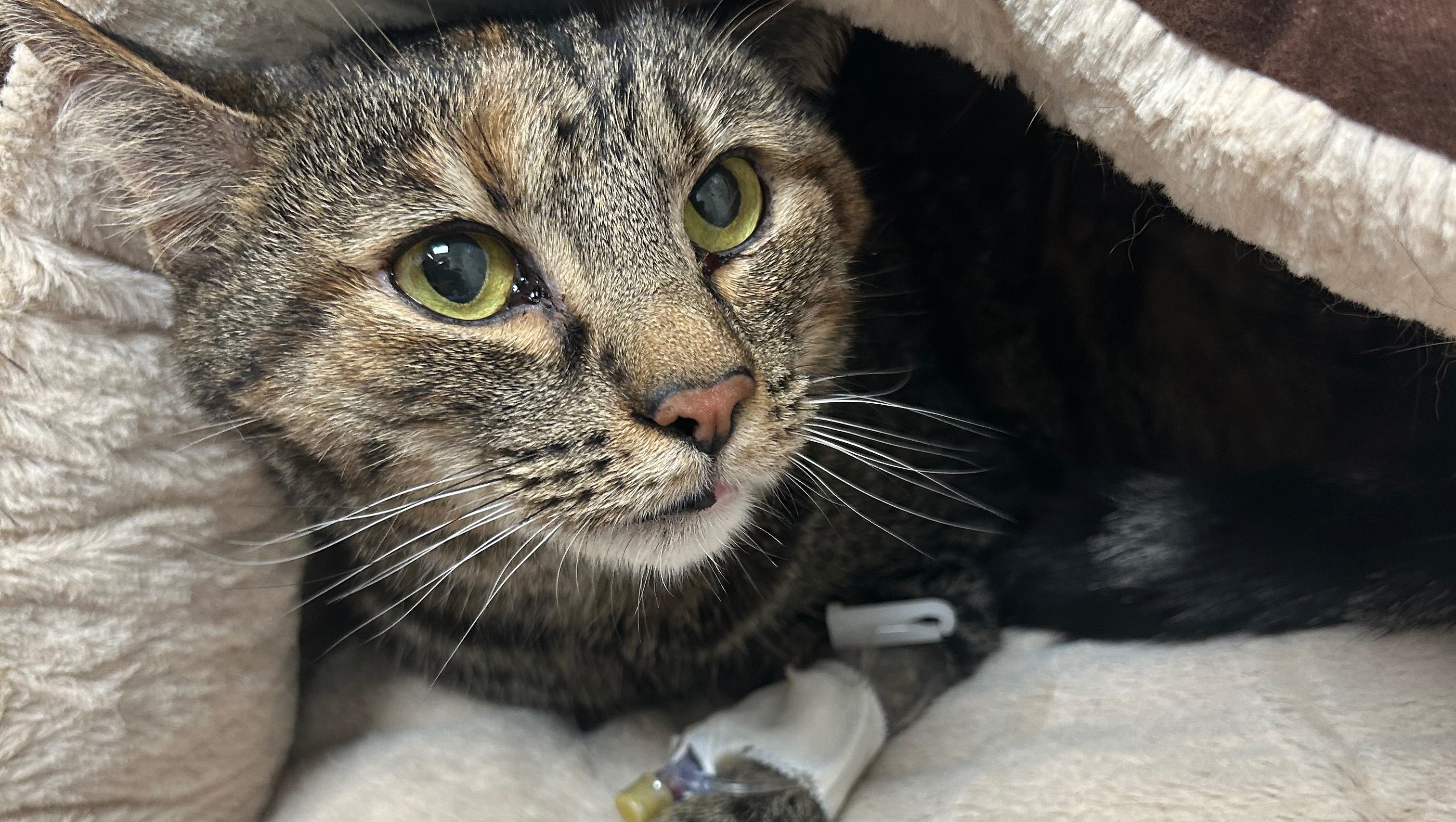 Fundraiser by Ashley Lopez : Give Nala a Fighting Chance