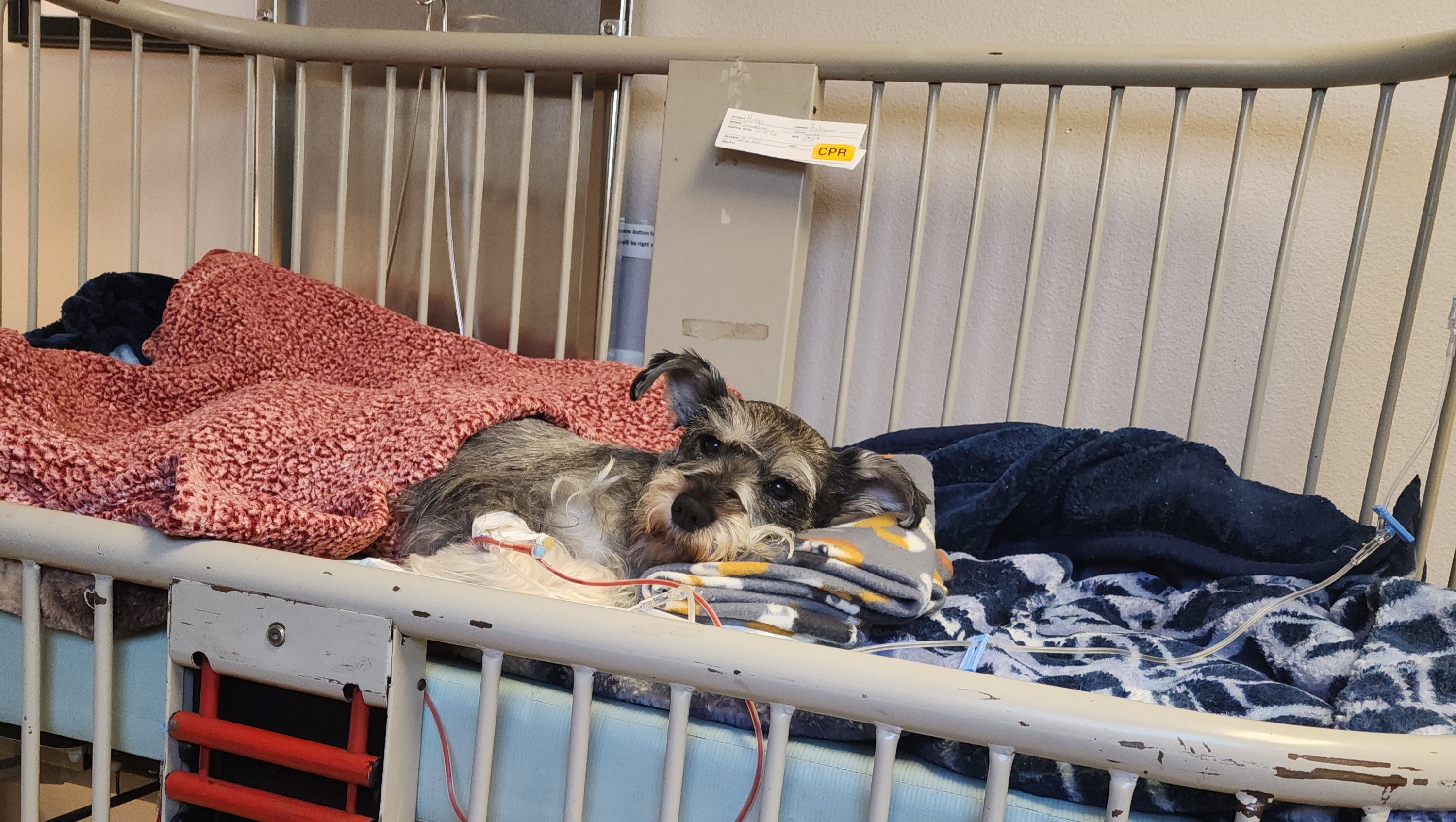 Fundraiser by Ramon Rodriguez : Support Ringo's Fight Against Cancer