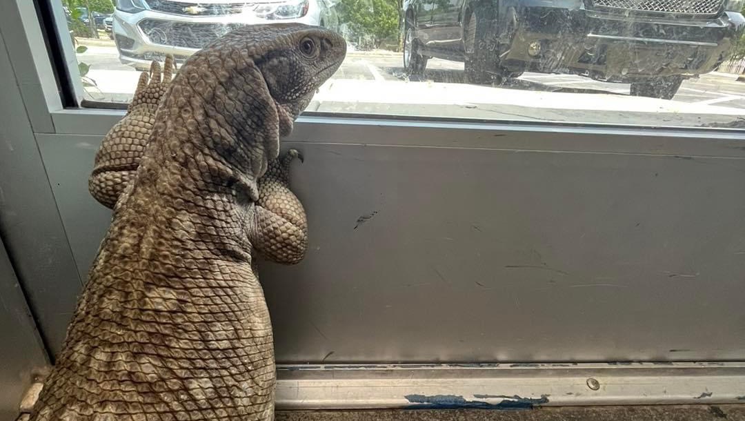 Fundraiser by Rowan Huy : Help Pancake Get Life-Saving Surgery and into ...