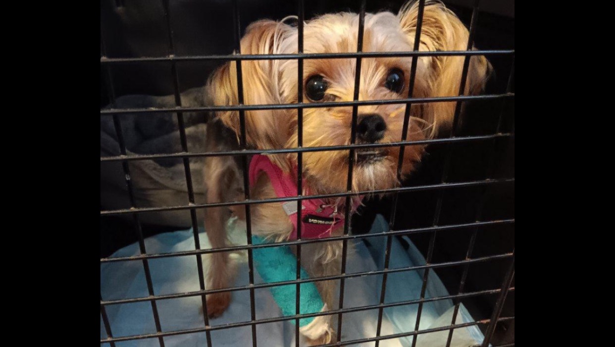 Fundraiser by Trinity Thompson : Urgent Surgery for Sadie Mae's Broken Leg