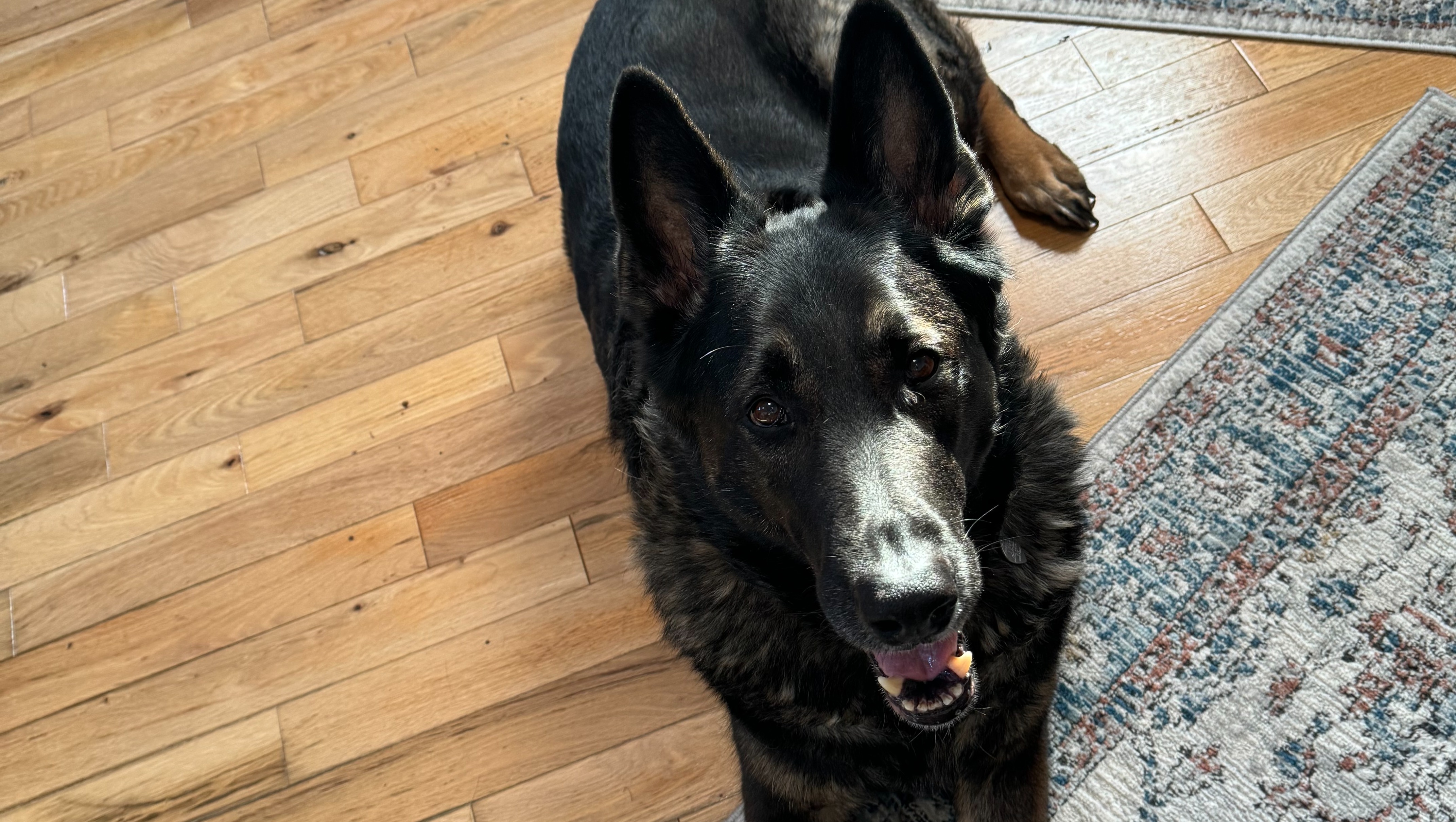 Fundraiser for Meg At by Anthony Burrell : Donate to Aid Willow and Tim ...