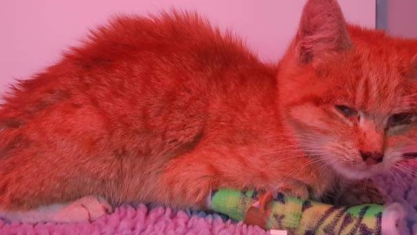 Fundraiser by Kate Craney : Please help Honey Recover