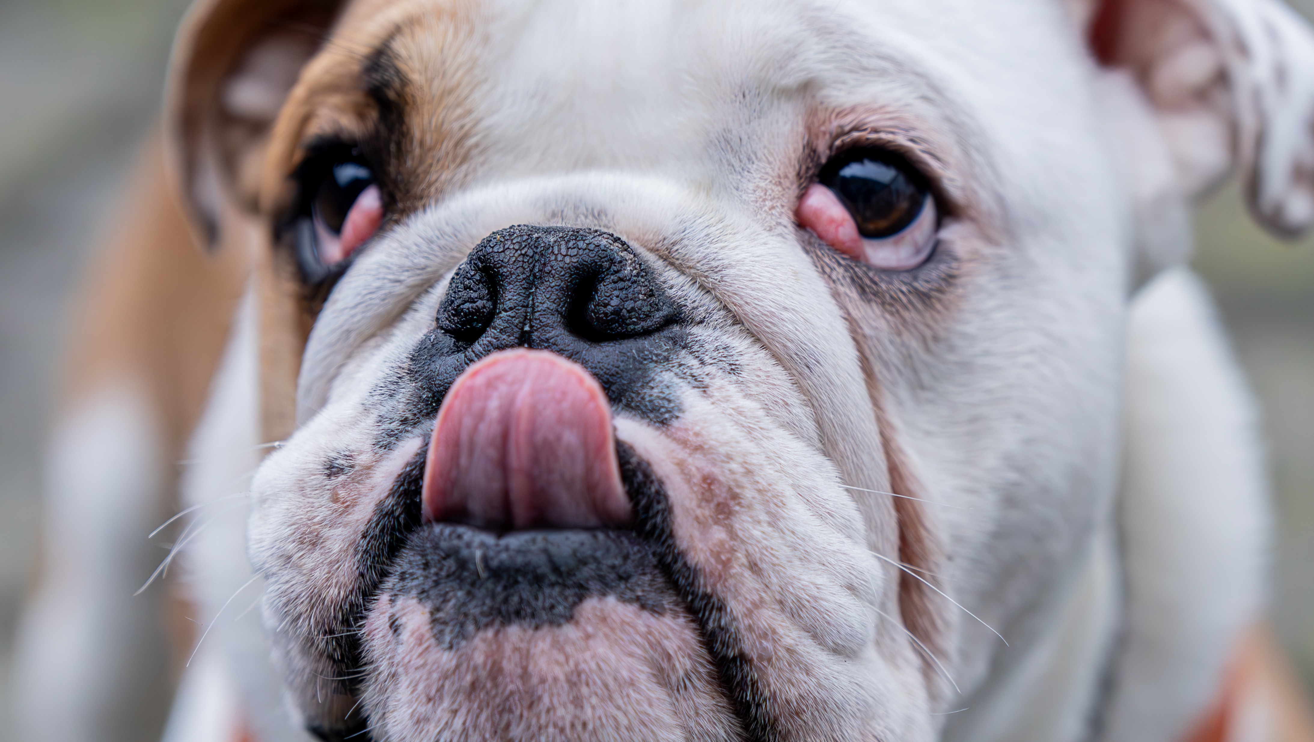 Fundraiser by Craig Sinnott : Help Björn the British Bulldog live