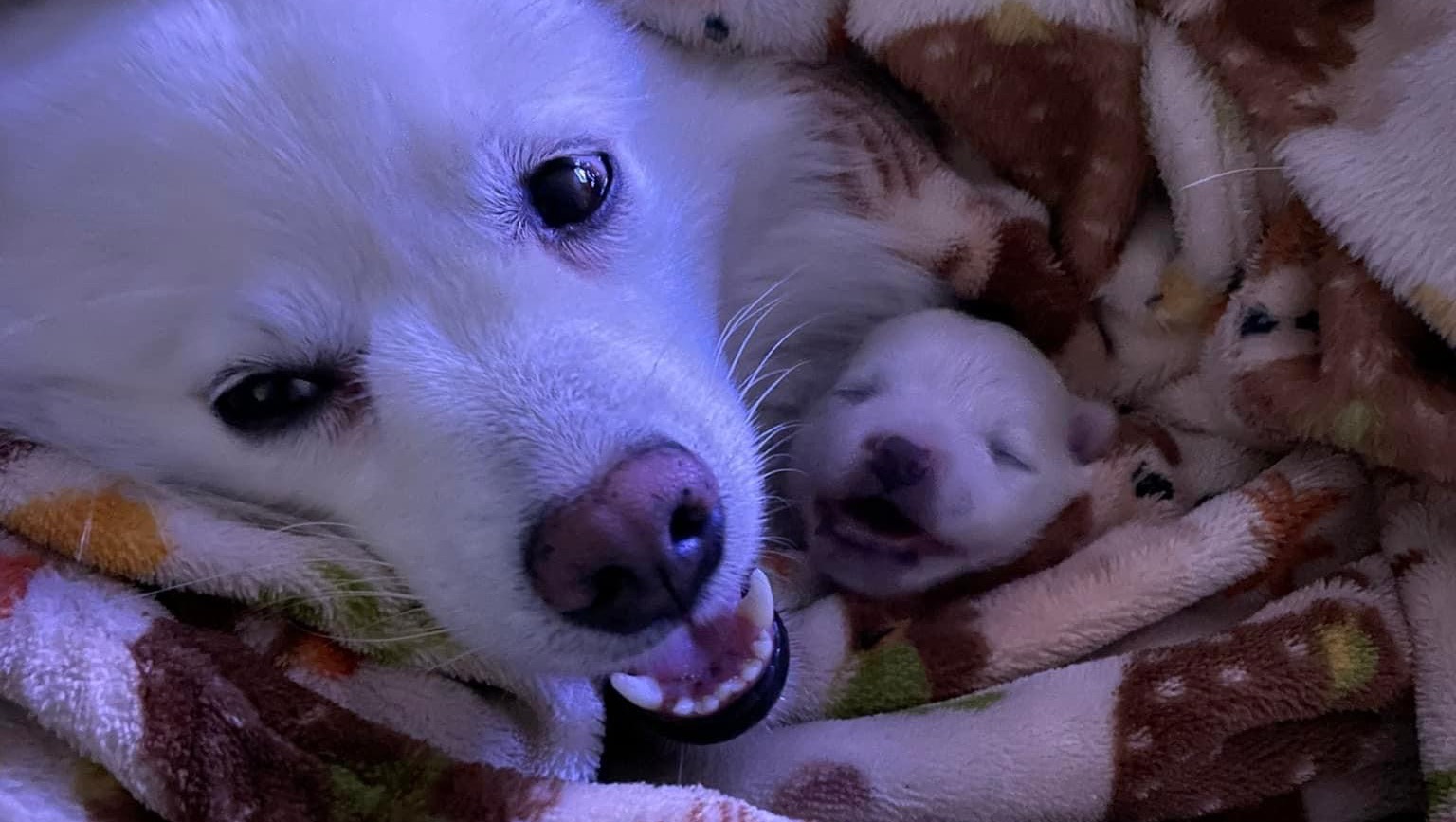 Fundraiser by Heather Schuneman : Help Phoenix and Flynn with Medical Bills