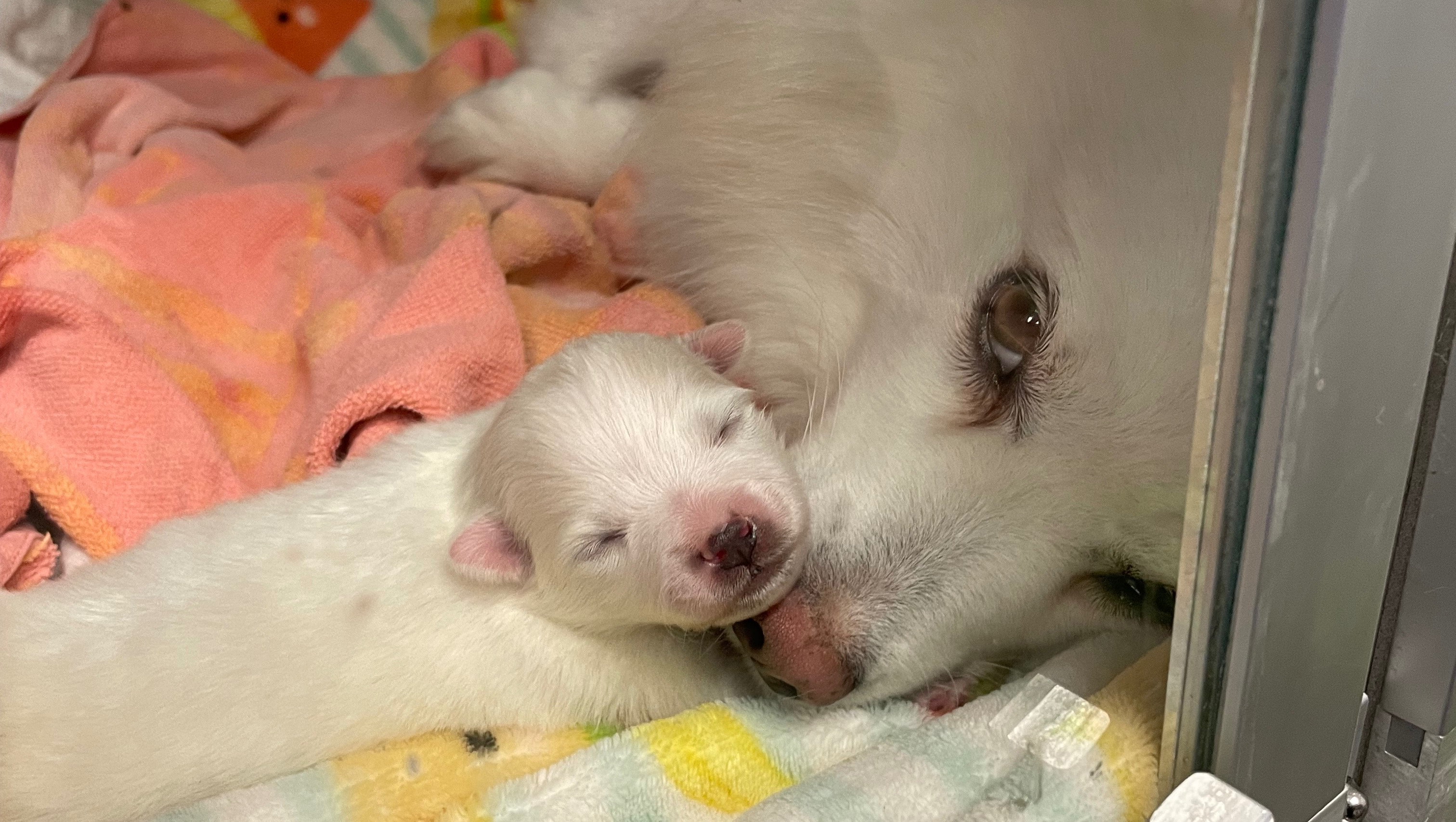 Fundraiser by Heather Schuneman : Help Phoenix and Flynn with Medical Bills