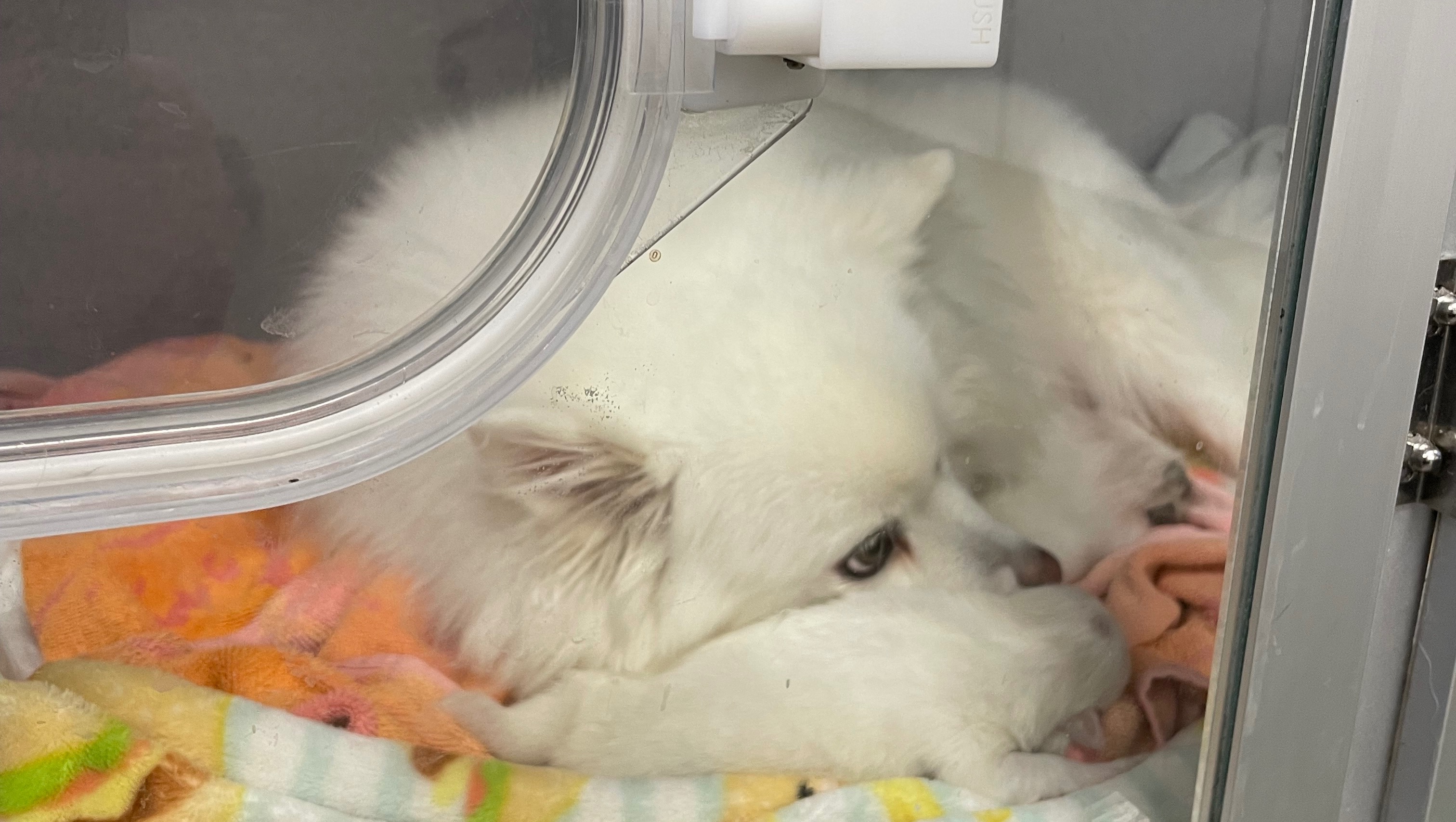 Fundraiser by Heather Schuneman : Help Phoenix and Flynn with Medical Bills