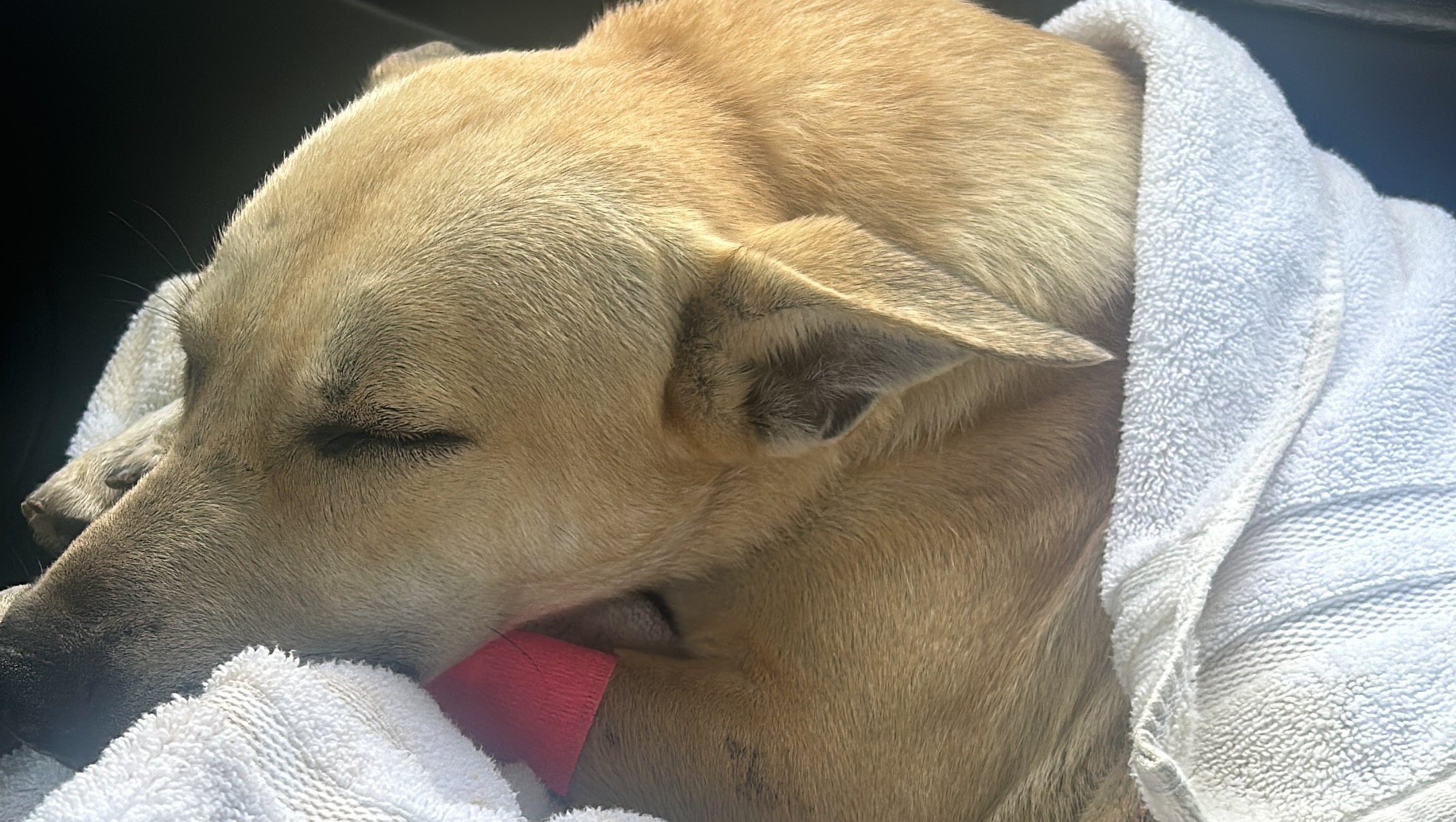 Fundraiser by Genesis Benitez : Salvar a mi perrito