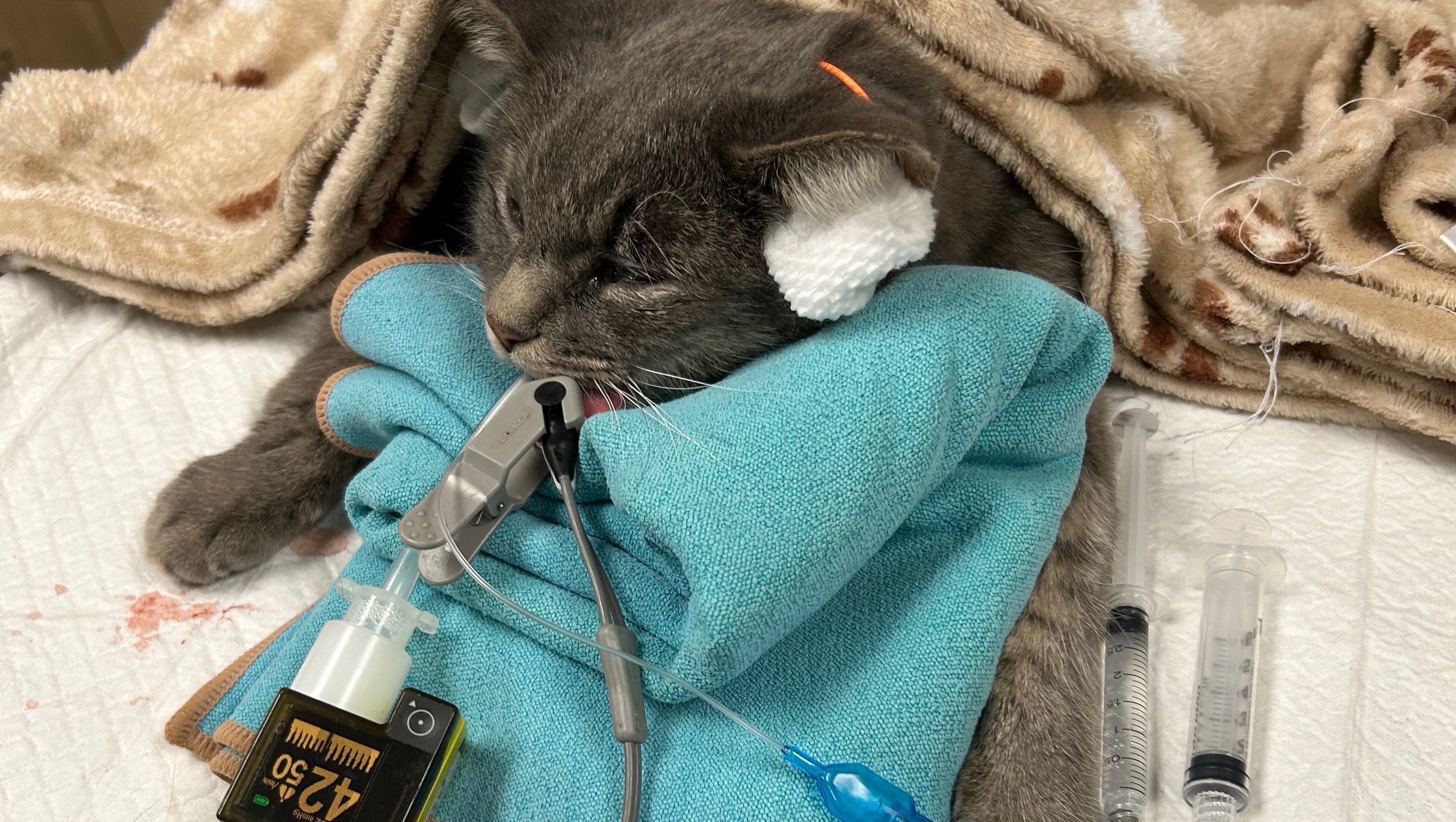 Fundraiser by Amy Szilas : Save Paula: Urgent Care Needed for Lung Disease
