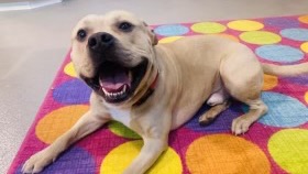 Fundraiser by Kimberly Frano : Help Jakob Save Ted from Cancer