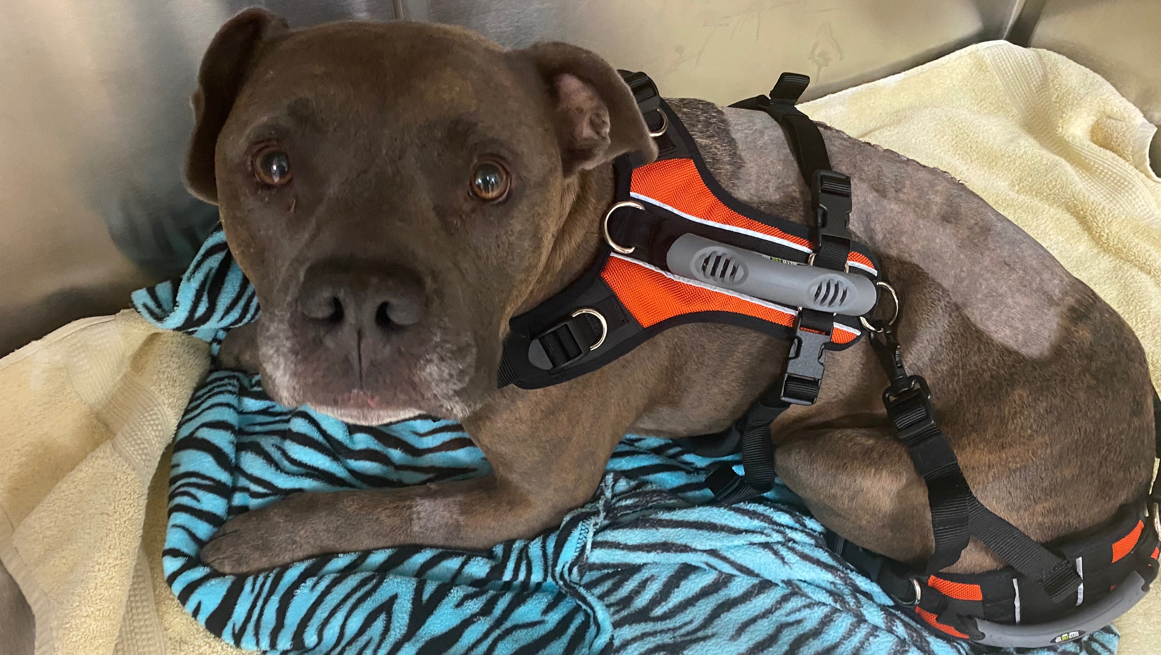 Fundraiser by Hannah Uhde : Help Randy Jones Bring Havok Home