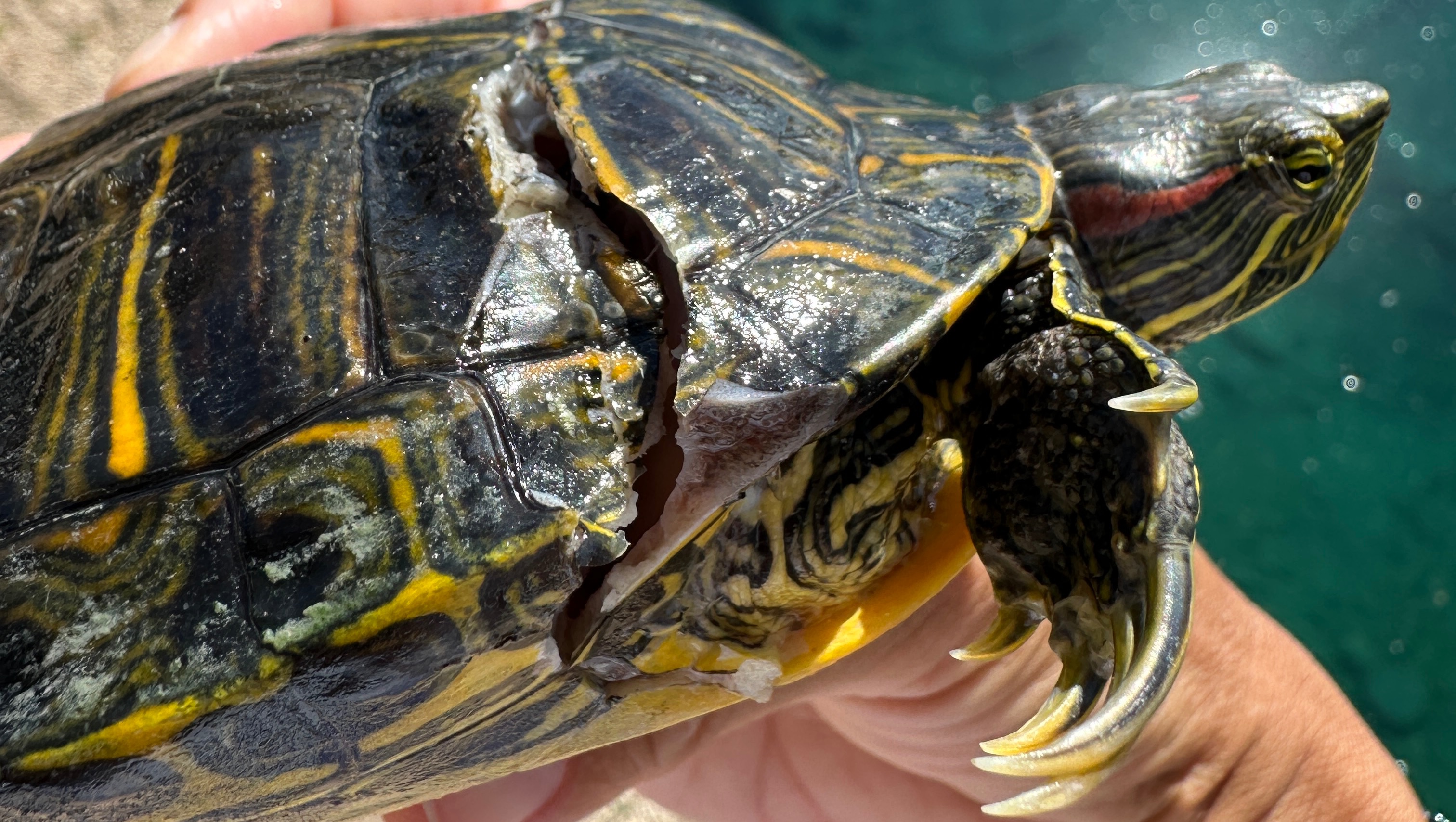 Fundraiser by Peggy Wang : Help Turtle Get Life-Saving Shell Repair