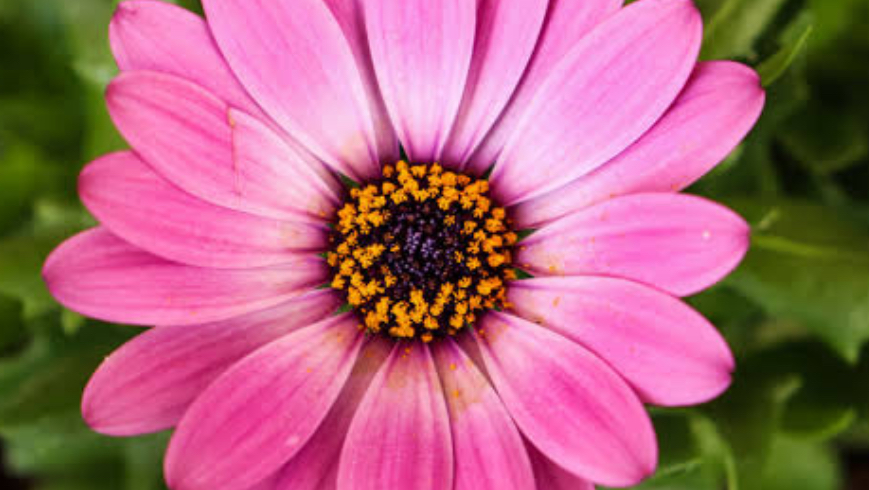 Fundraiser for Wenna Lin by Zoe Angourias-Verlin : Mila Mila