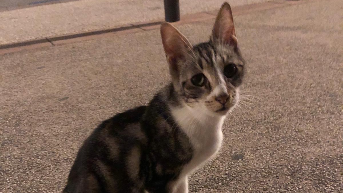 Fundraiser by Sarah Masson : Aidez les chats abandonnés du Bassin de thau