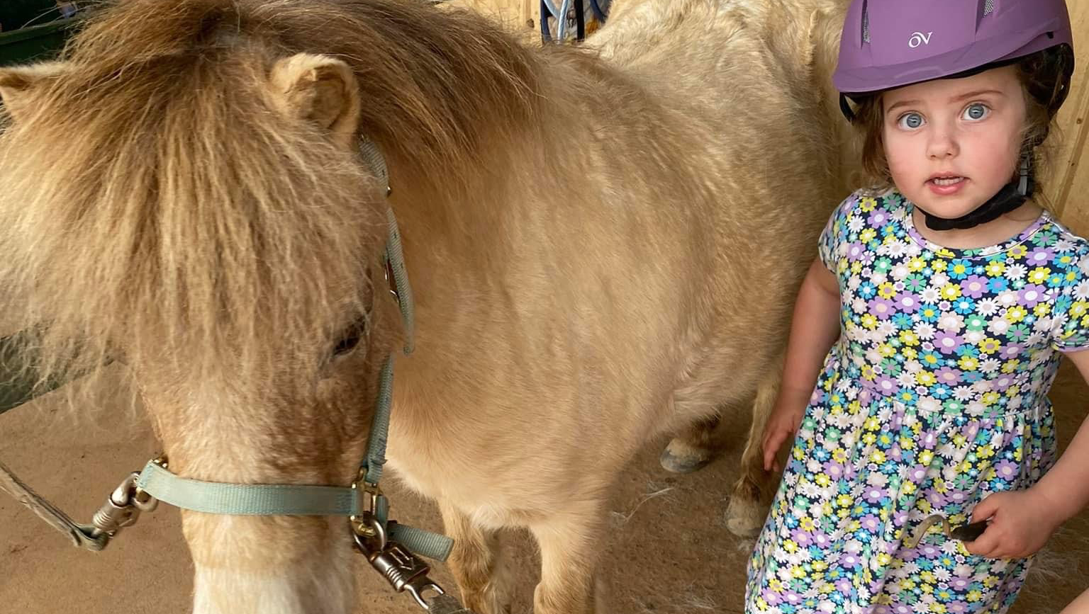 Fundraiser for Elizabeth McEachern by Carrie Reavis : Defend Elizabeth ...